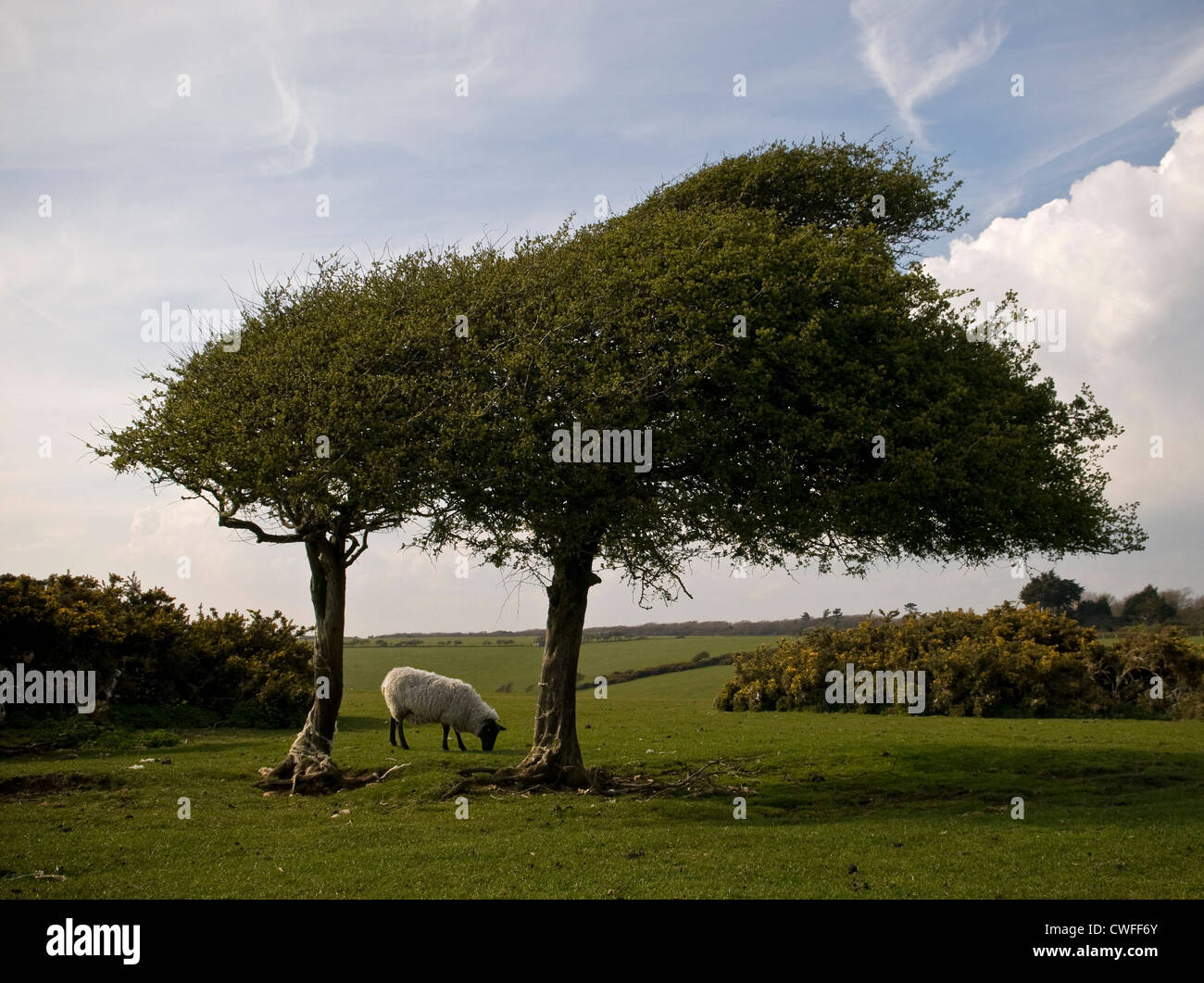 Conjoined hi-res stock photography and images - Alamy