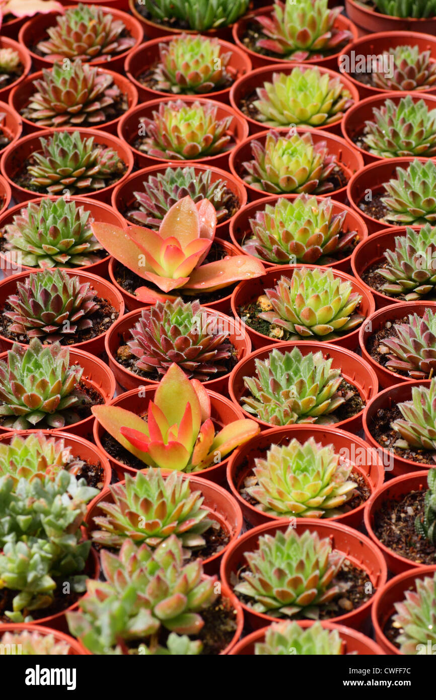Leafy cactus hi-res stock photography and images - Alamy