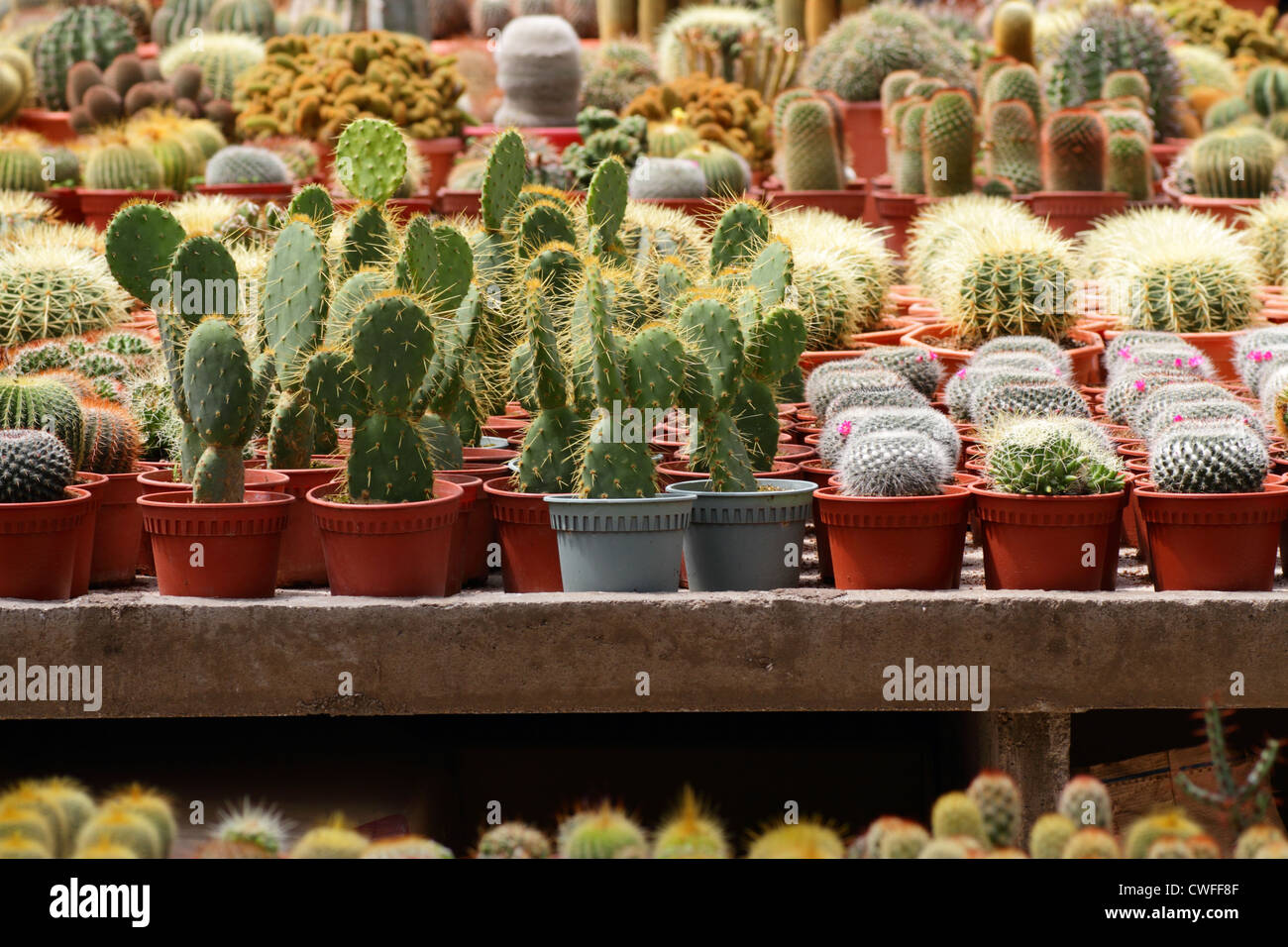 A variety of cactus plants on display at a cactus farm Stock Photo - Alamy