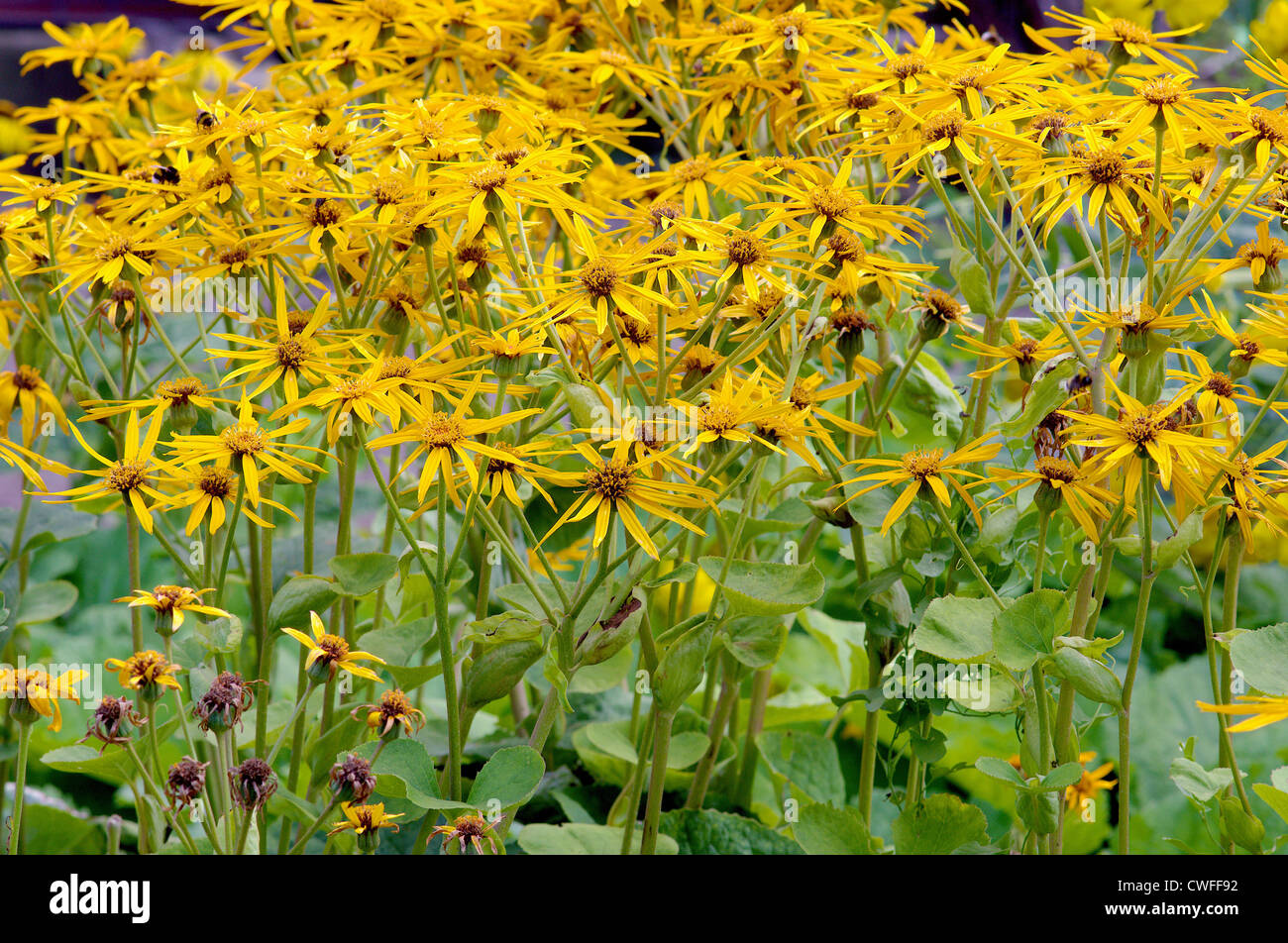 Summer ragwort yellow flowers ligularia hi-res stock photography and ...