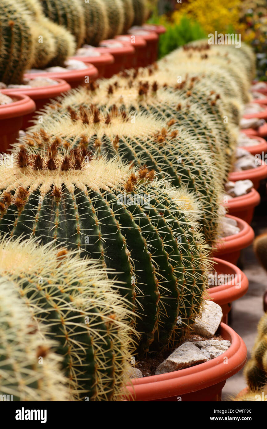 Potted cactus hi-res stock photography and images - Alamy