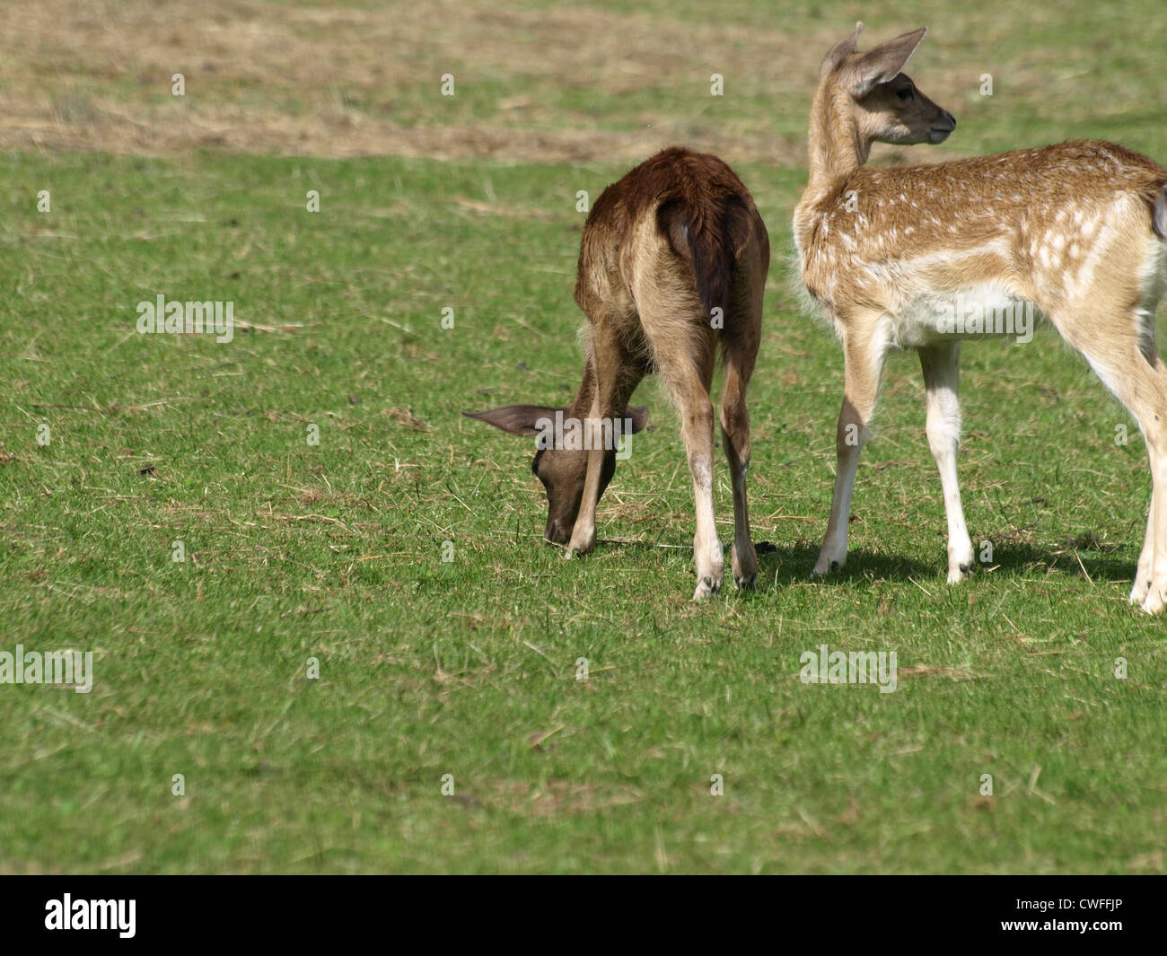Fallow deer / Dama dama / Damwild Stock Photo - Alamy