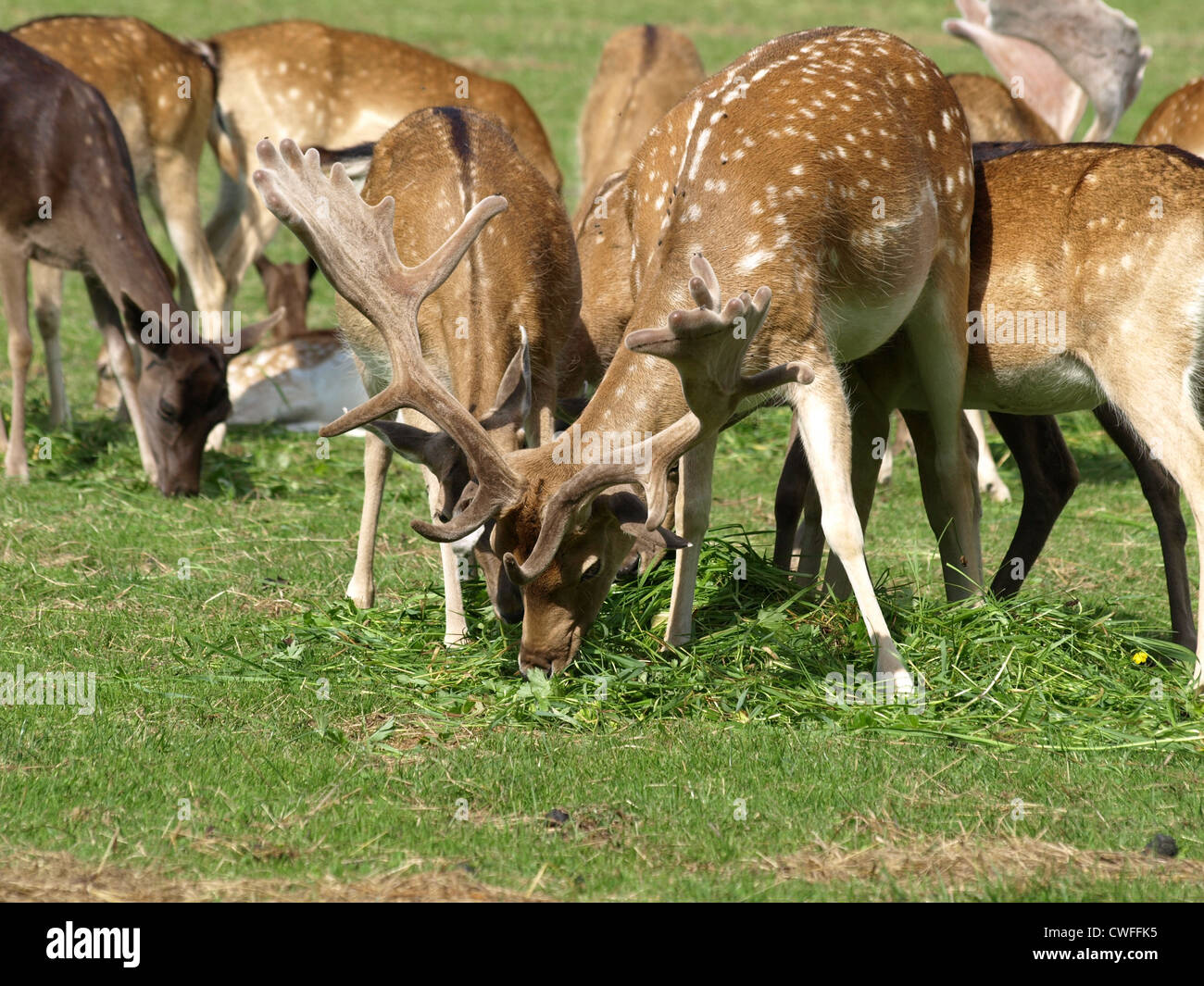 Fallow deer / Dama dama / Damwild Stock Photo - Alamy