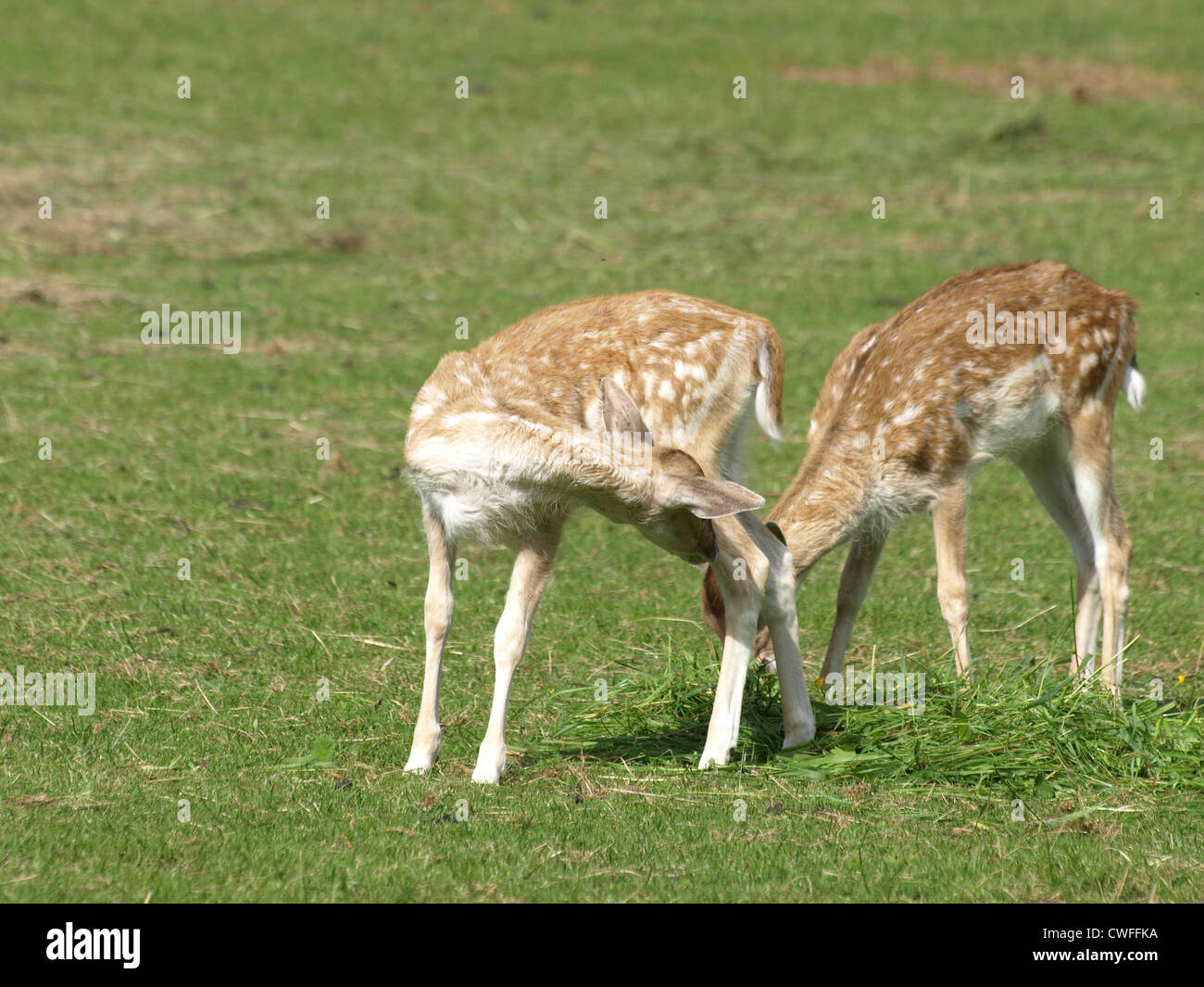 Europaischer damhirsch hi-res stock photography and images - Alamy