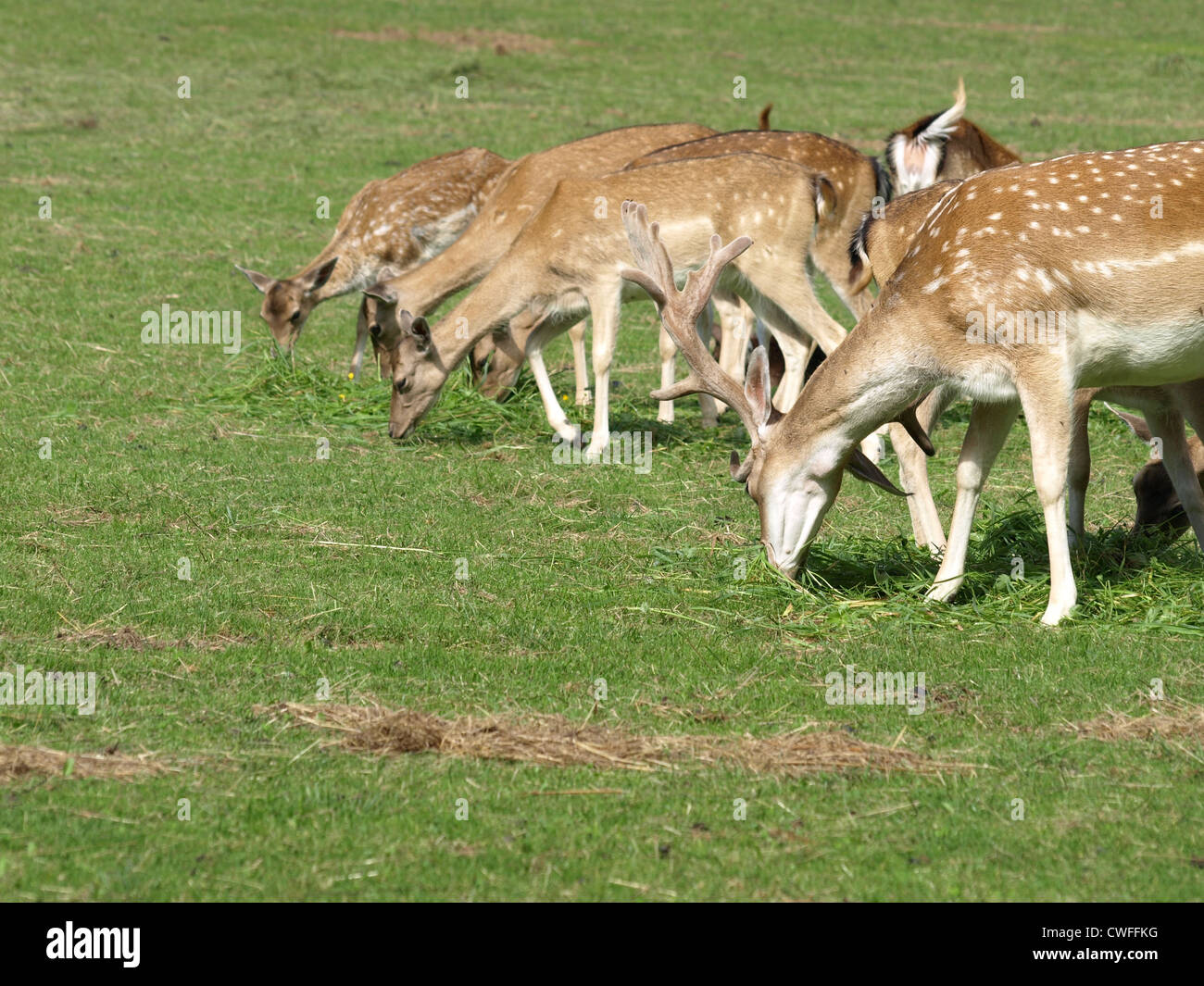 Fallow deer / Dama dama / Damwild Stock Photo - Alamy