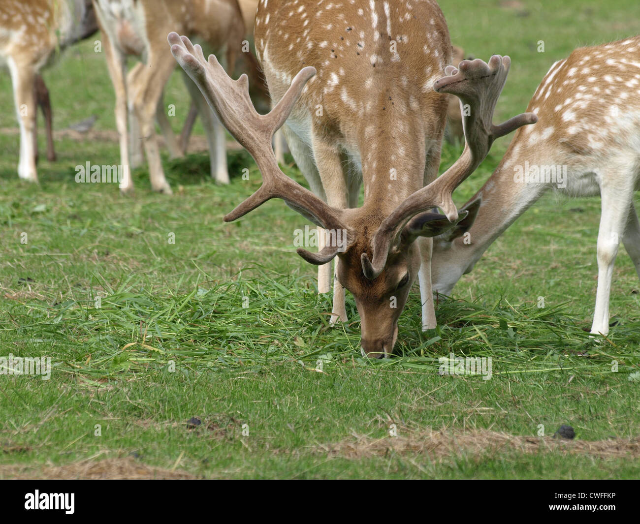 Fallow deer / Dama dama / Damwild Stock Photo - Alamy