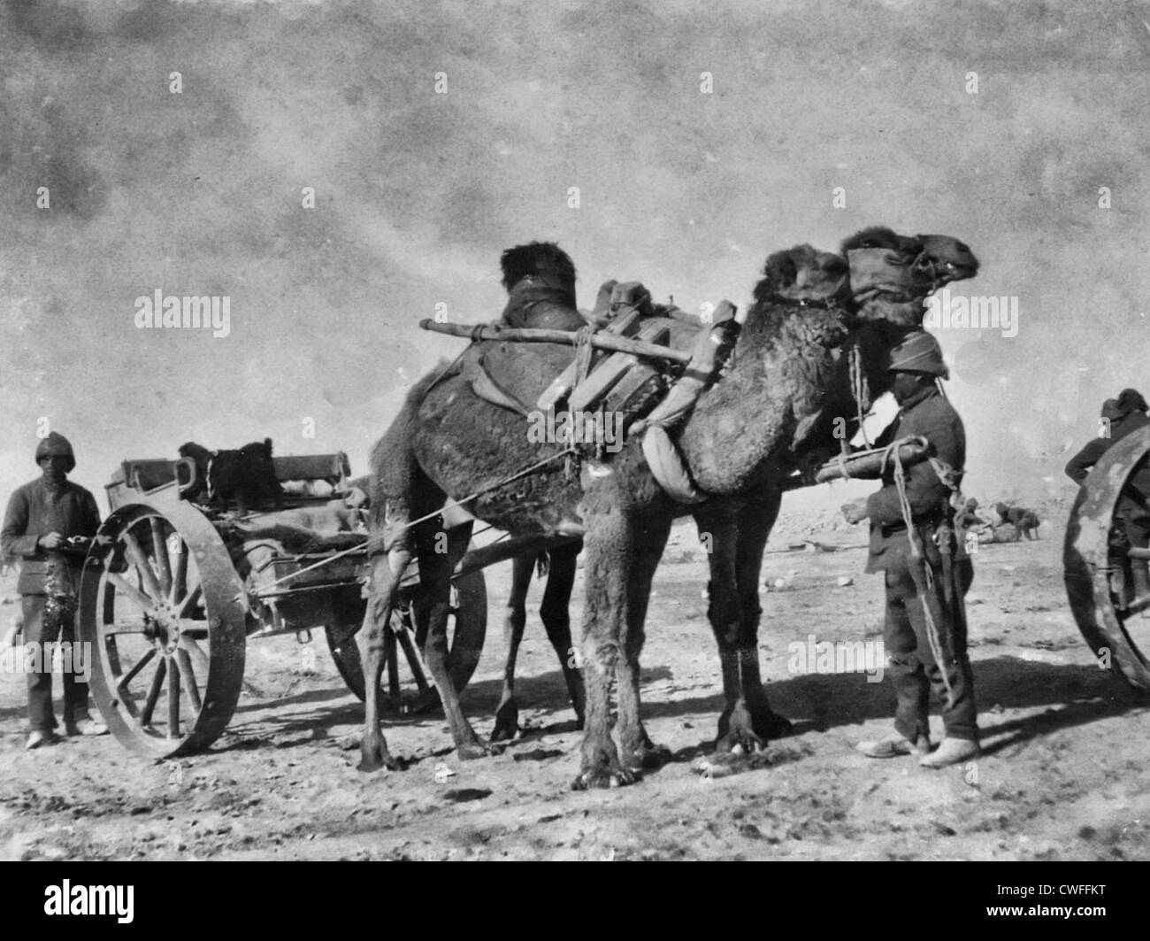 Camel Transport, Palestine, 1915 Stock Photo - Alamy