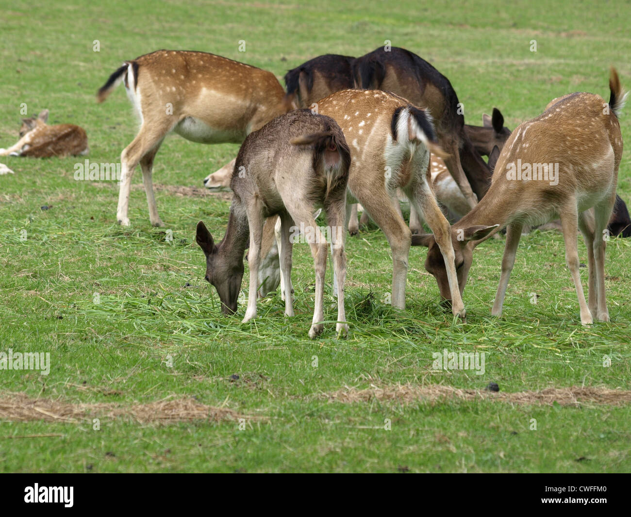 Fallow deer / Dama dama / Damwild Stock Photo - Alamy