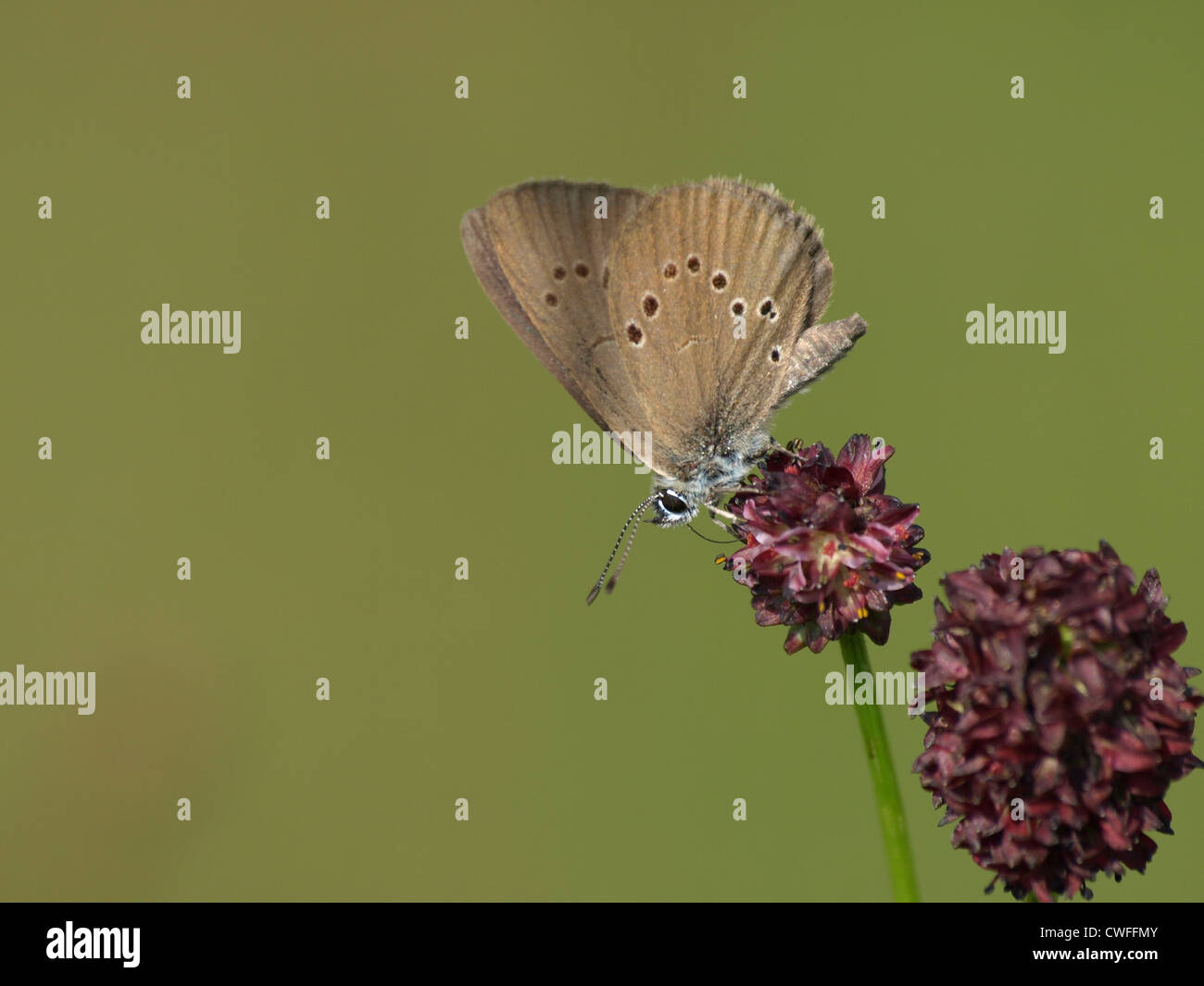 Dusky Large Blue / Phengaris nausithous / Dunkler Wiesenknopf ...