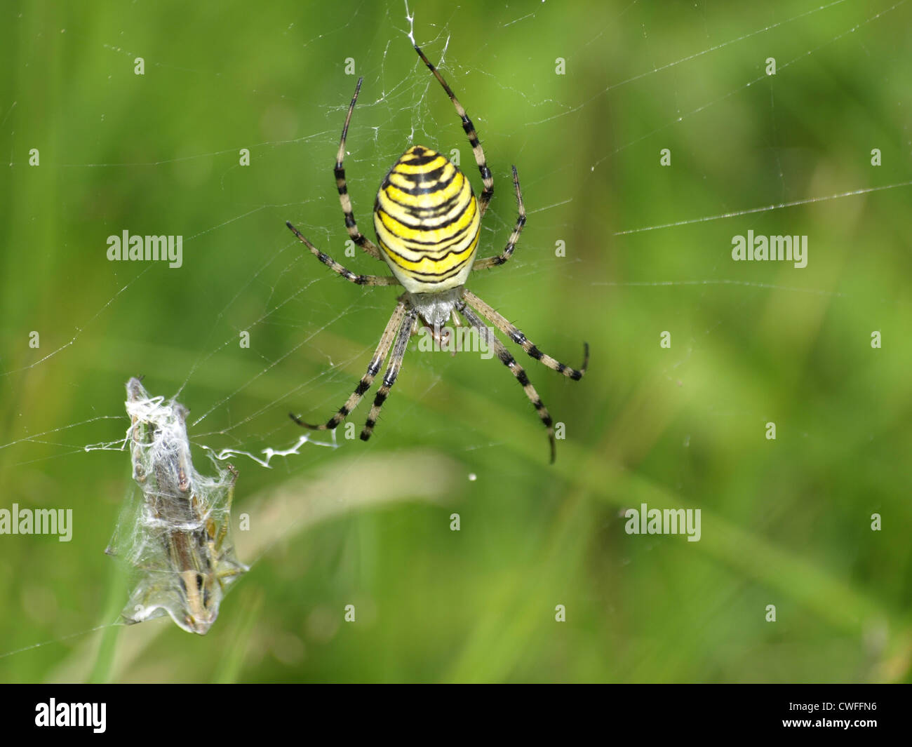 wasp spider / Argiope bruennichi / Wespenspinne Stock Photo - Alamy