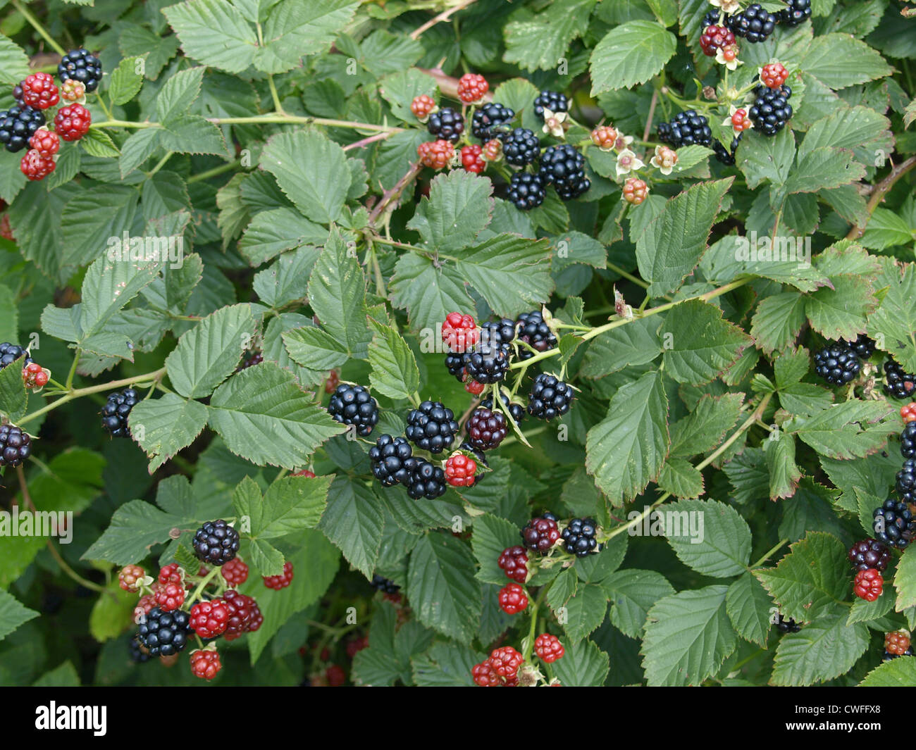 Rubus sectio hi-res stock photography and images - Alamy