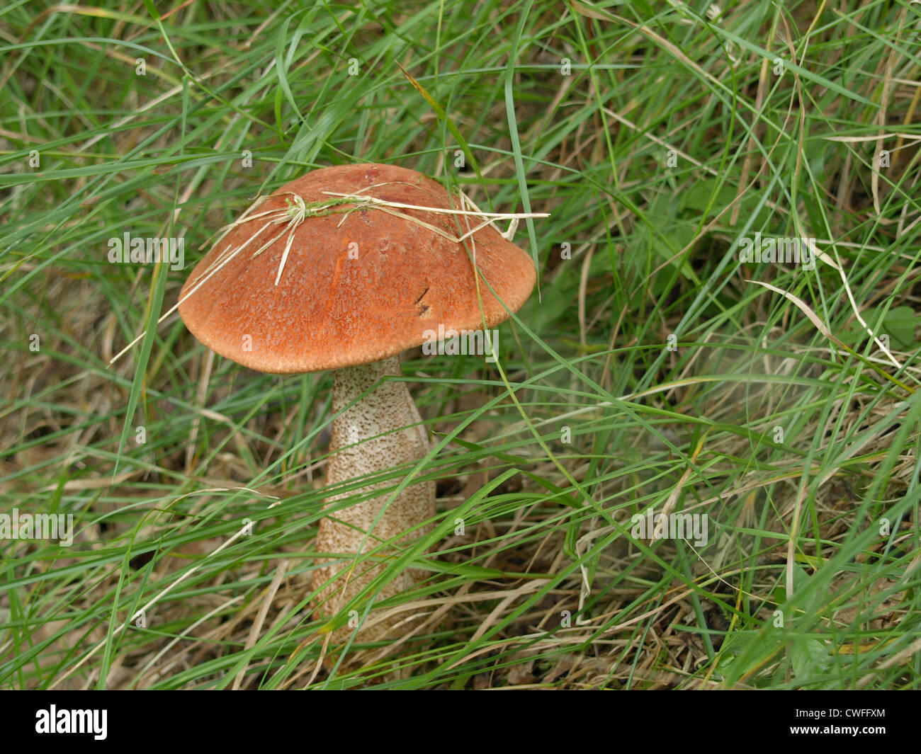 Red fungis hi-res stock photography and images - Alamy