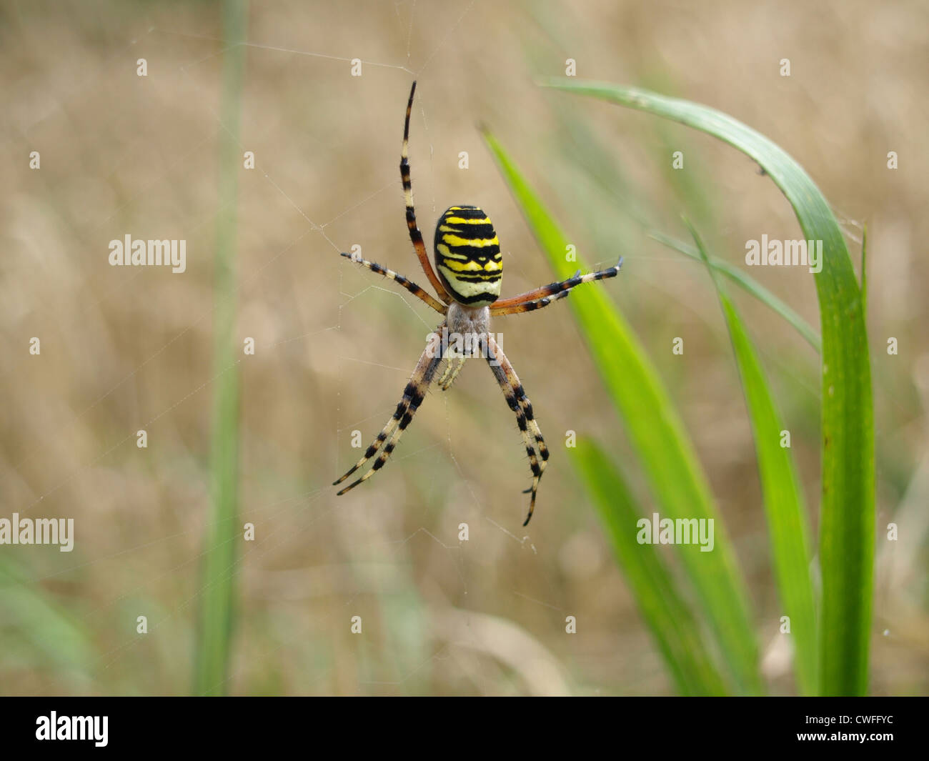 wasp spider / Argiope bruennichi / Wespenspinne Stock Photo - Alamy