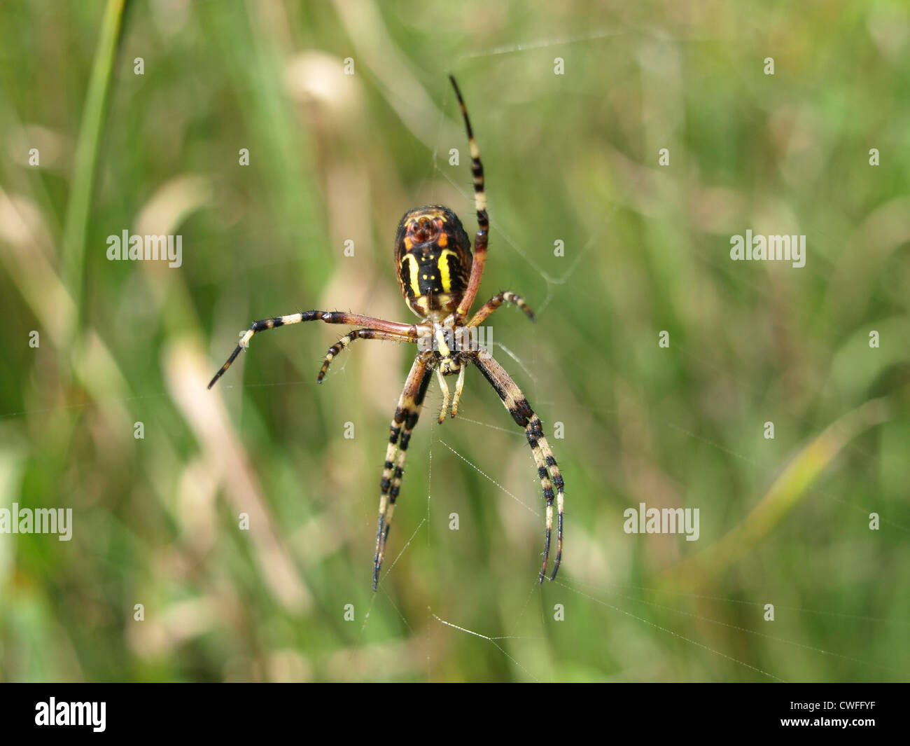 wasp spider / Argiope bruennichi / Wespenspinne Stock Photo - Alamy