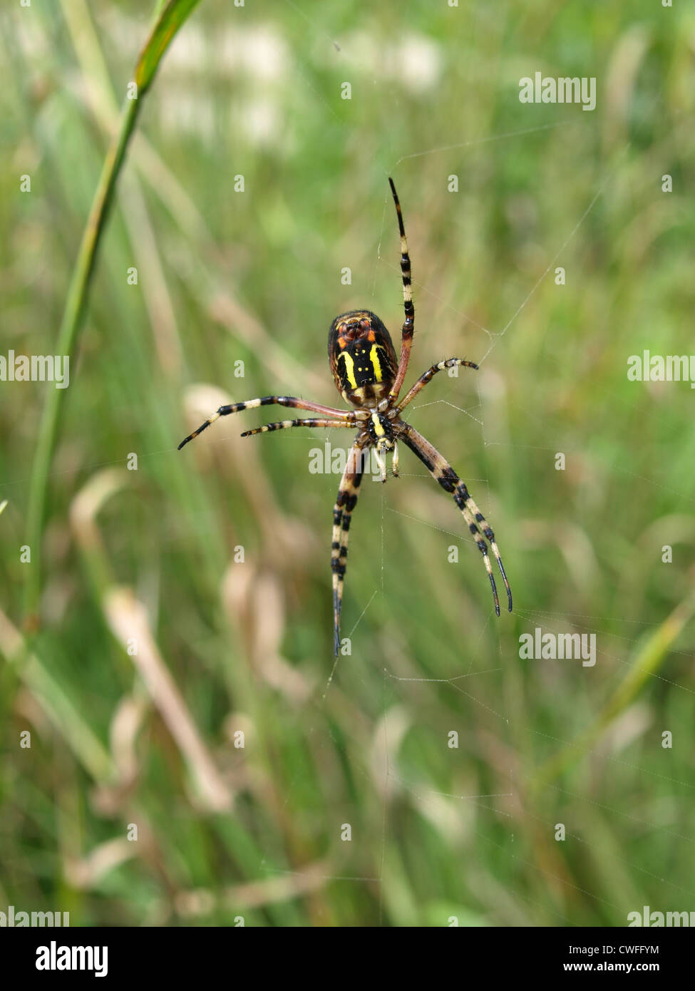 wasp spider / Argiope bruennichi / Wespenspinne Stock Photo - Alamy