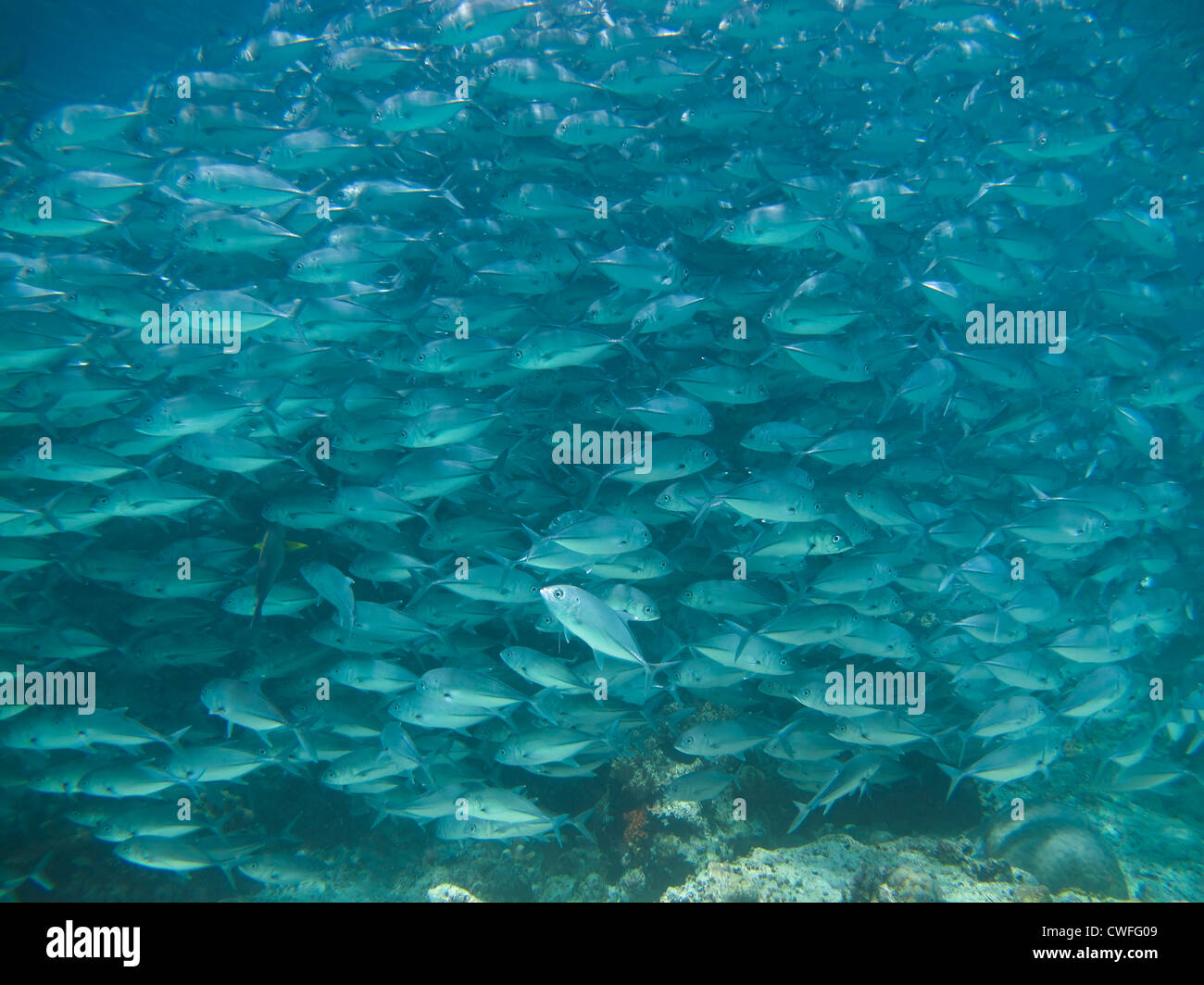 Jackfish underwater hi-res stock photography and images - Alamy
