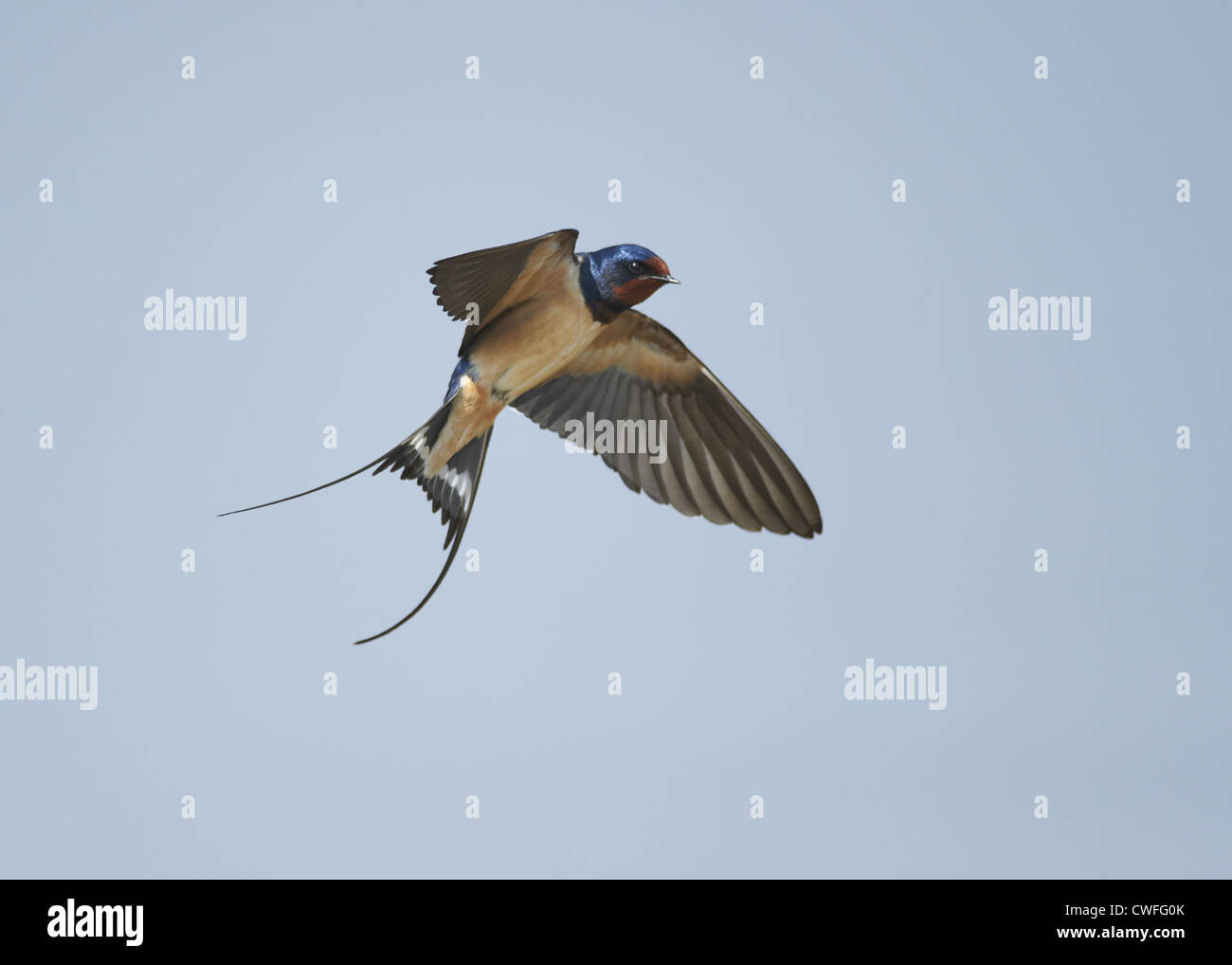 Barn Swallow in flight Stock Photo - Alamy