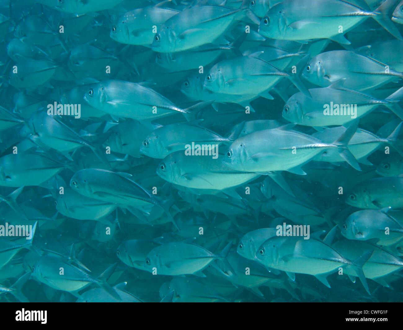 Jackfish underwater hi-res stock photography and images - Alamy