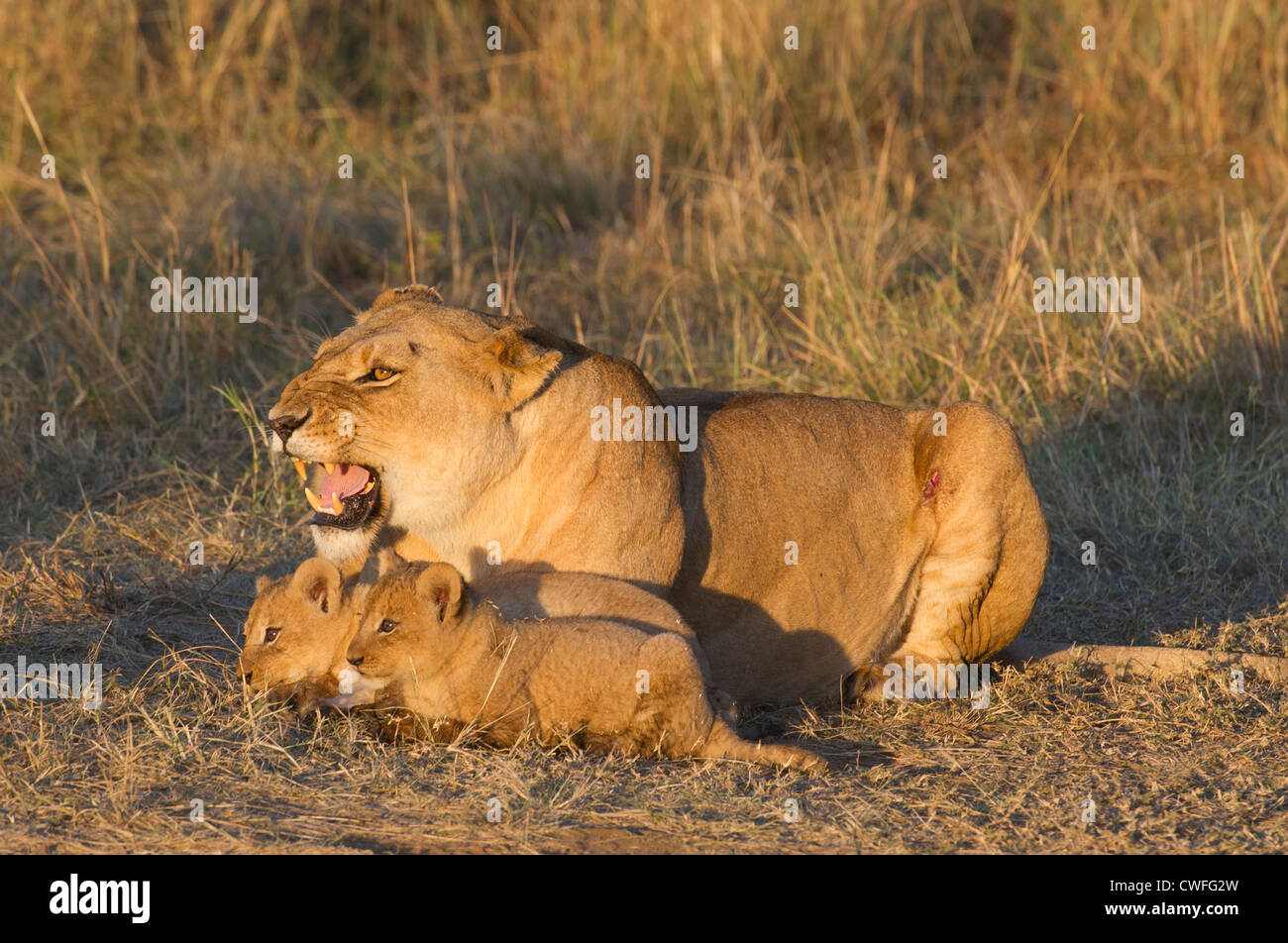 Lioness with cubs Stock Photo - Alamy
