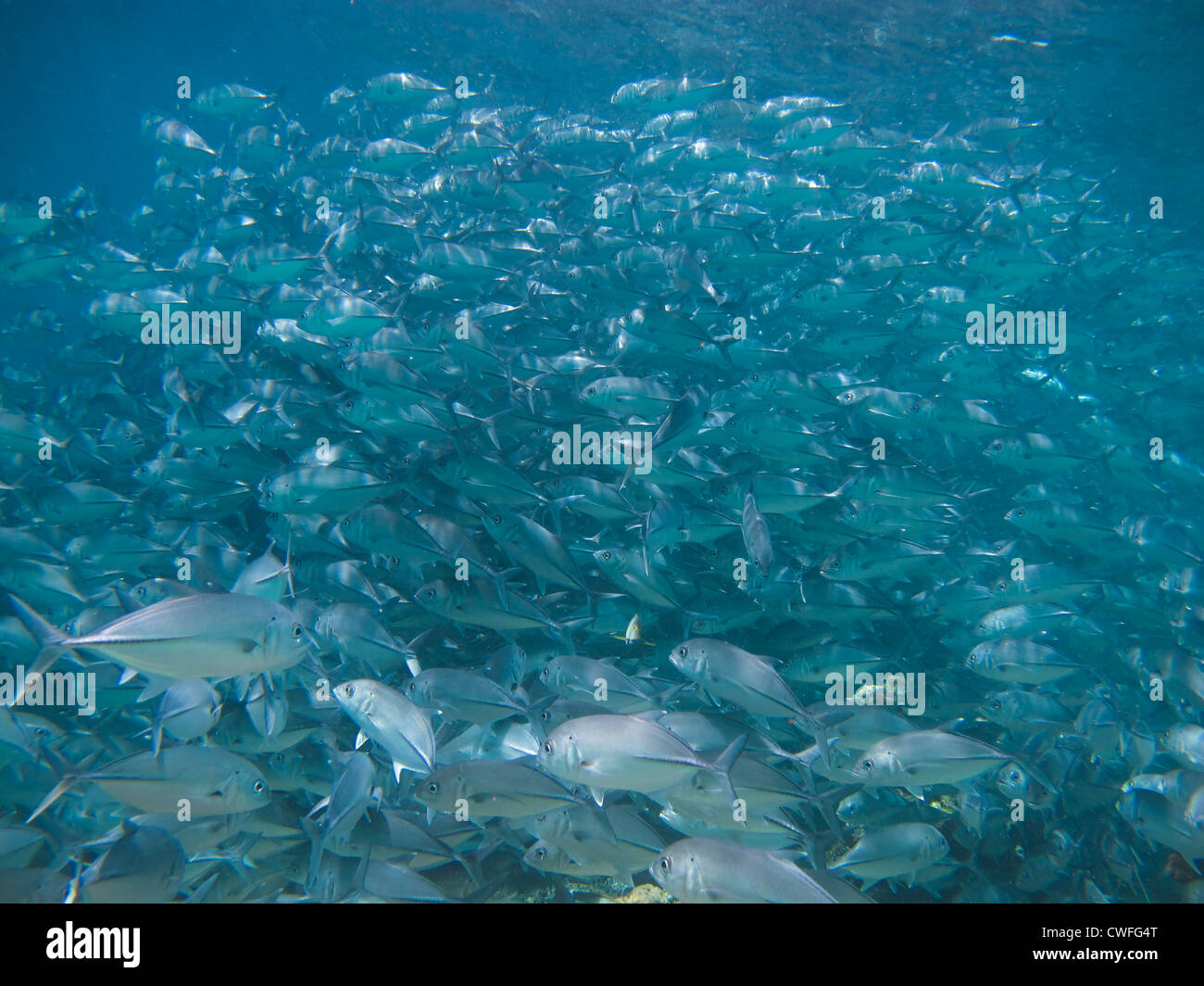 Jackfish underwater hi-res stock photography and images - Alamy
