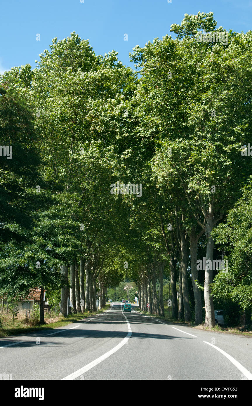 Avenue of trees along a French road in southwest France Stock Photo - Alamy