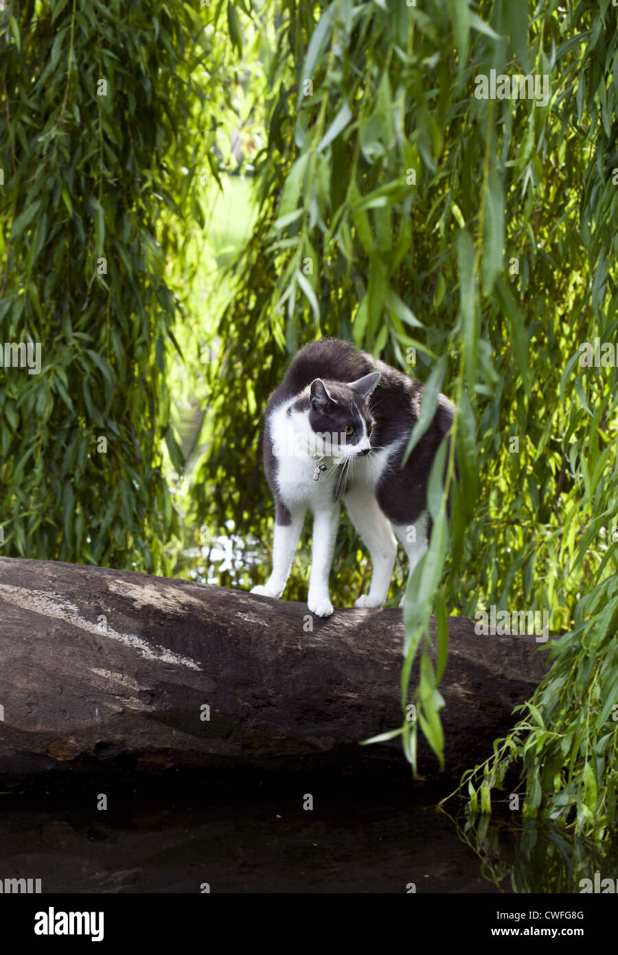 scared aggressive cat outdoors Stock Photo - Alamy