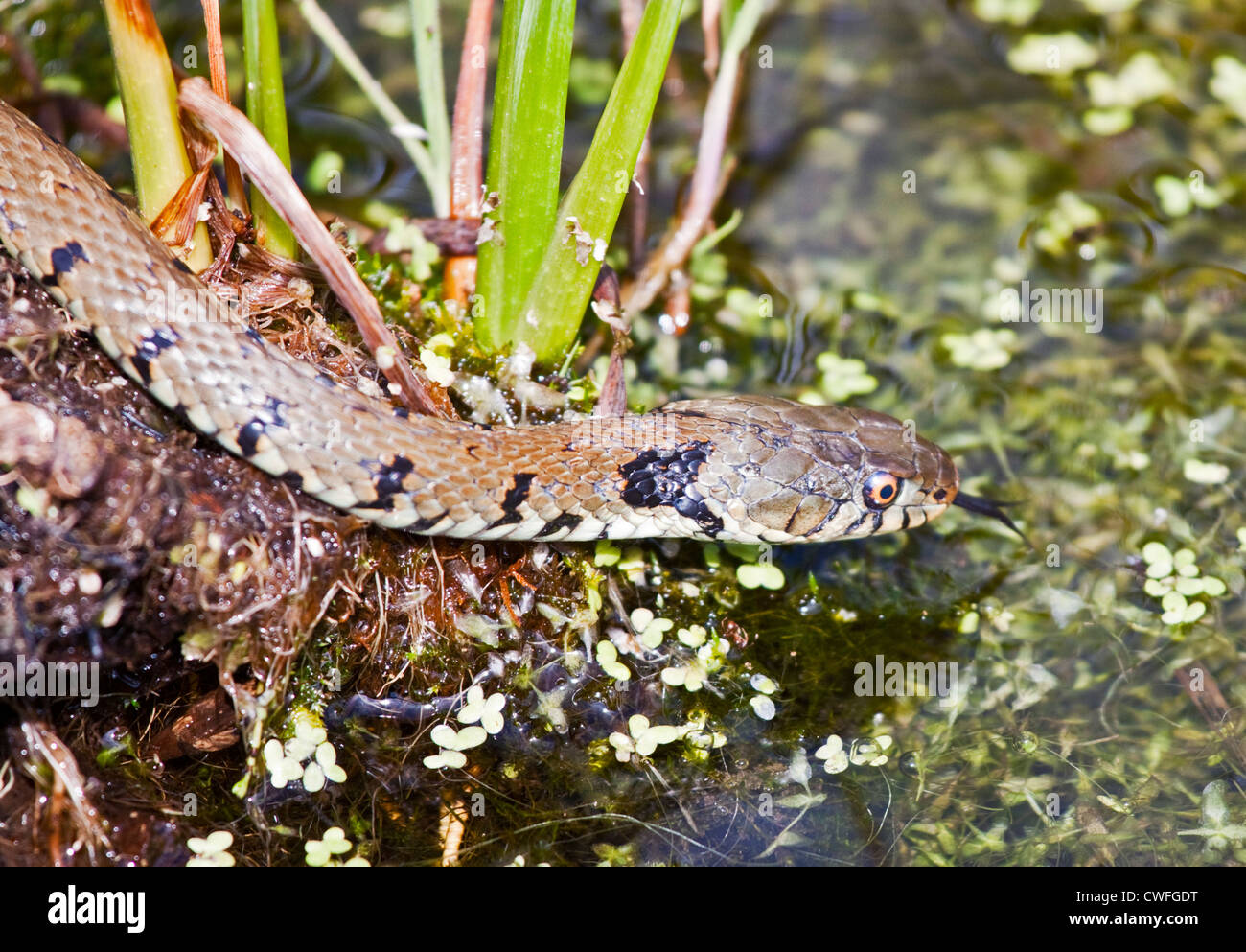 European Grass Snake or Ringed Snake (natrix natrix), UK Stock Photo ...