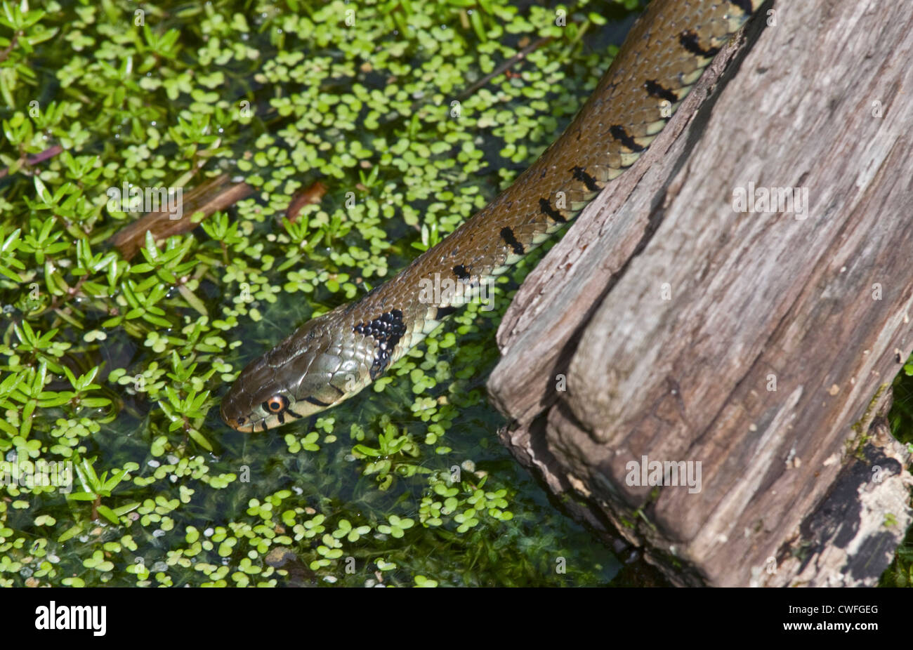 European Grass Snake or Ringed Snake (natrix natrix), UK Stock Photo ...