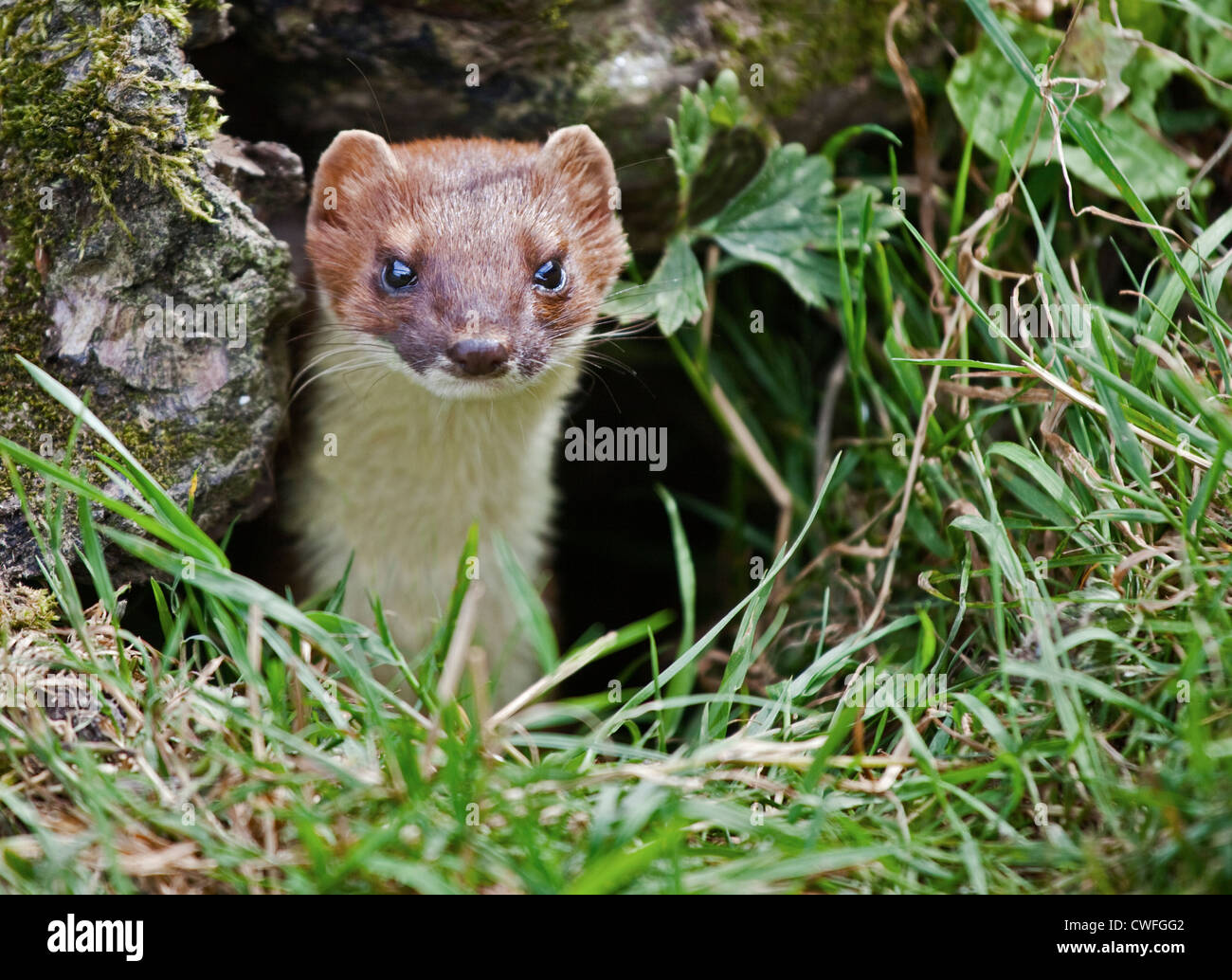 Stoat (mustela erminea), UK Stock Photo - Alamy