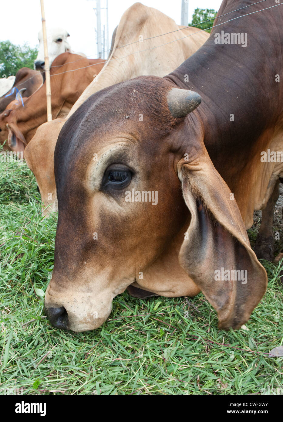 Wonder cows hi-res stock photography and images - Alamy