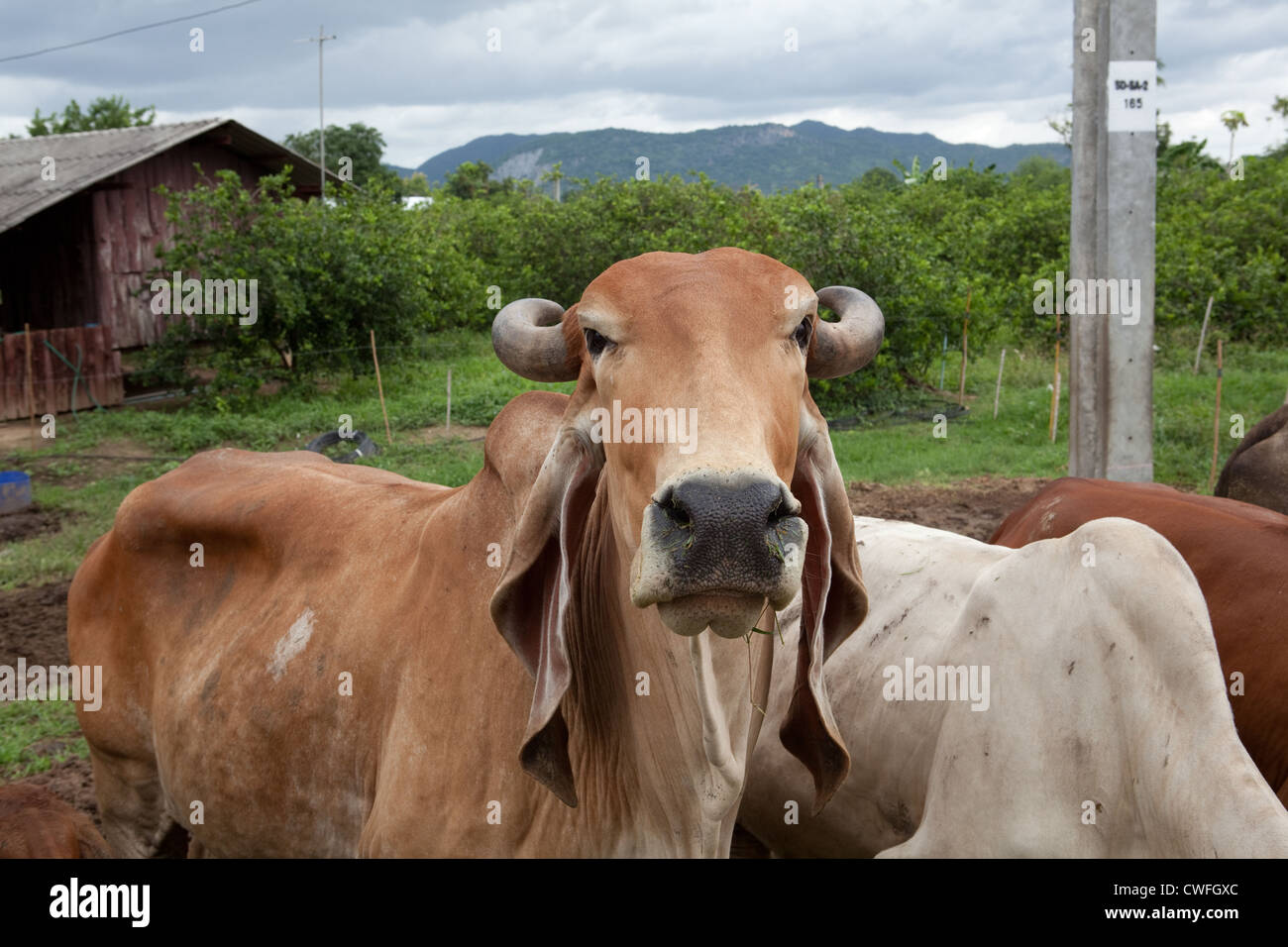 Thai cows hi-res stock photography and images - Alamy