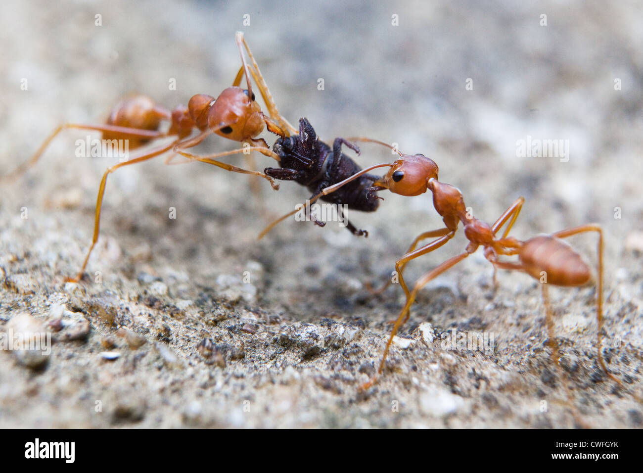 Ant Fight Stock Photos & Ant Fight Stock Images - Alamy