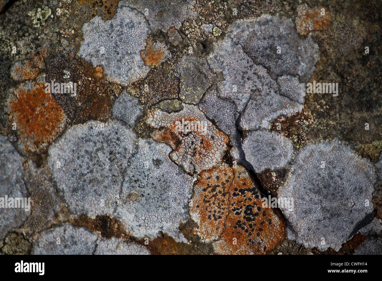 An abstract image of patterns of lichen on stone Stock Photo - Alamy