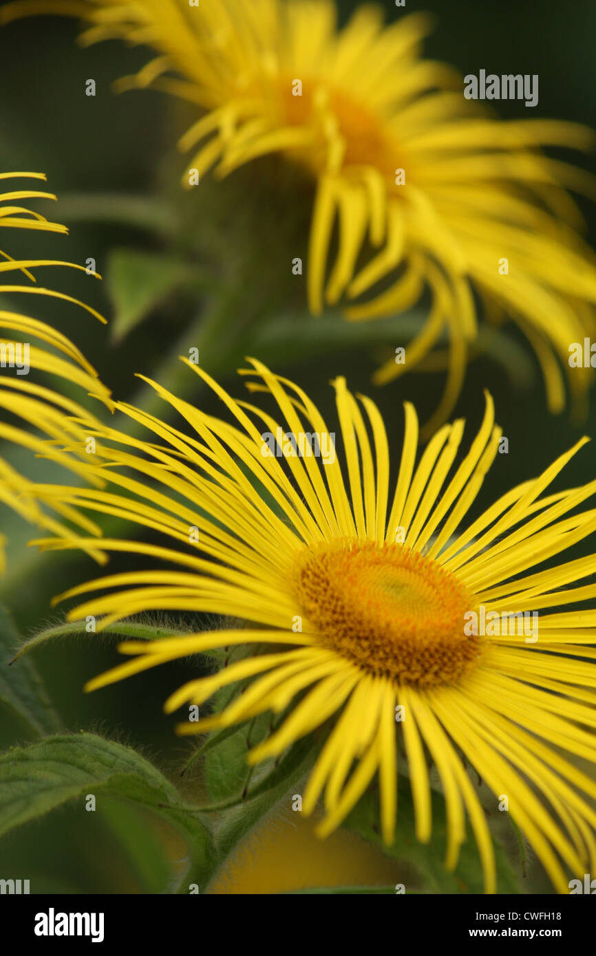Inula flowers hi-res stock photography and images - Alamy