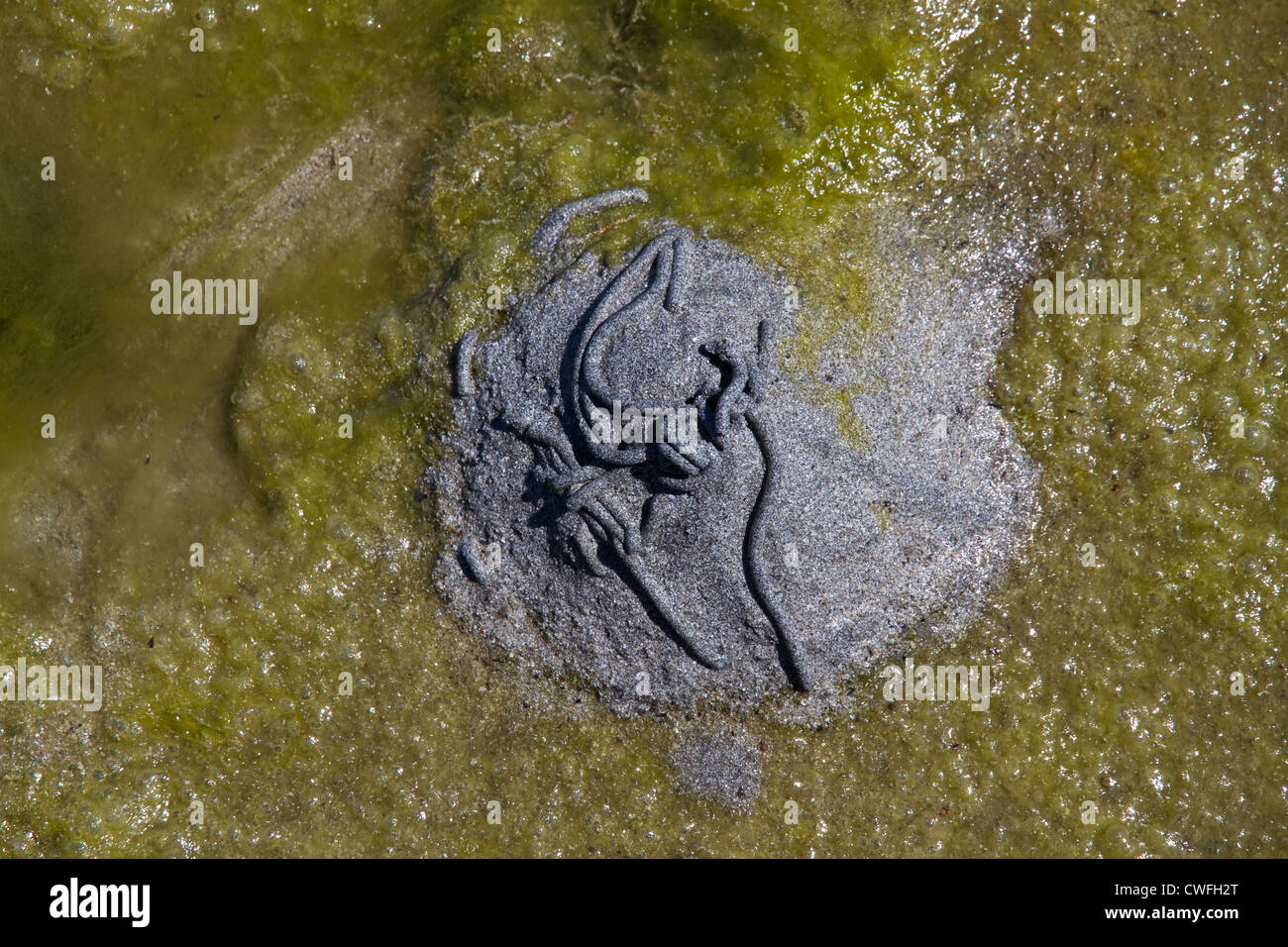 Lugworm hi-res stock photography and images - Alamy