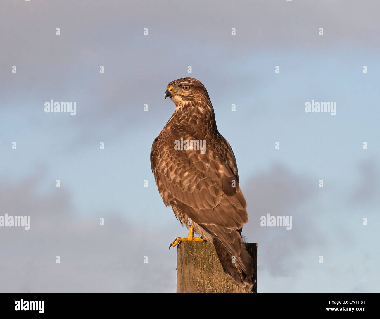 Common buzzard bird of prey hi-res stock photography and images - Alamy
