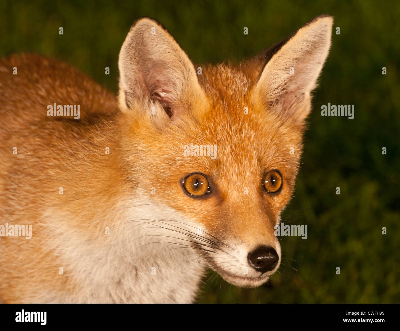 Red Fox (Vulpes vulpes Stock Photo - Alamy