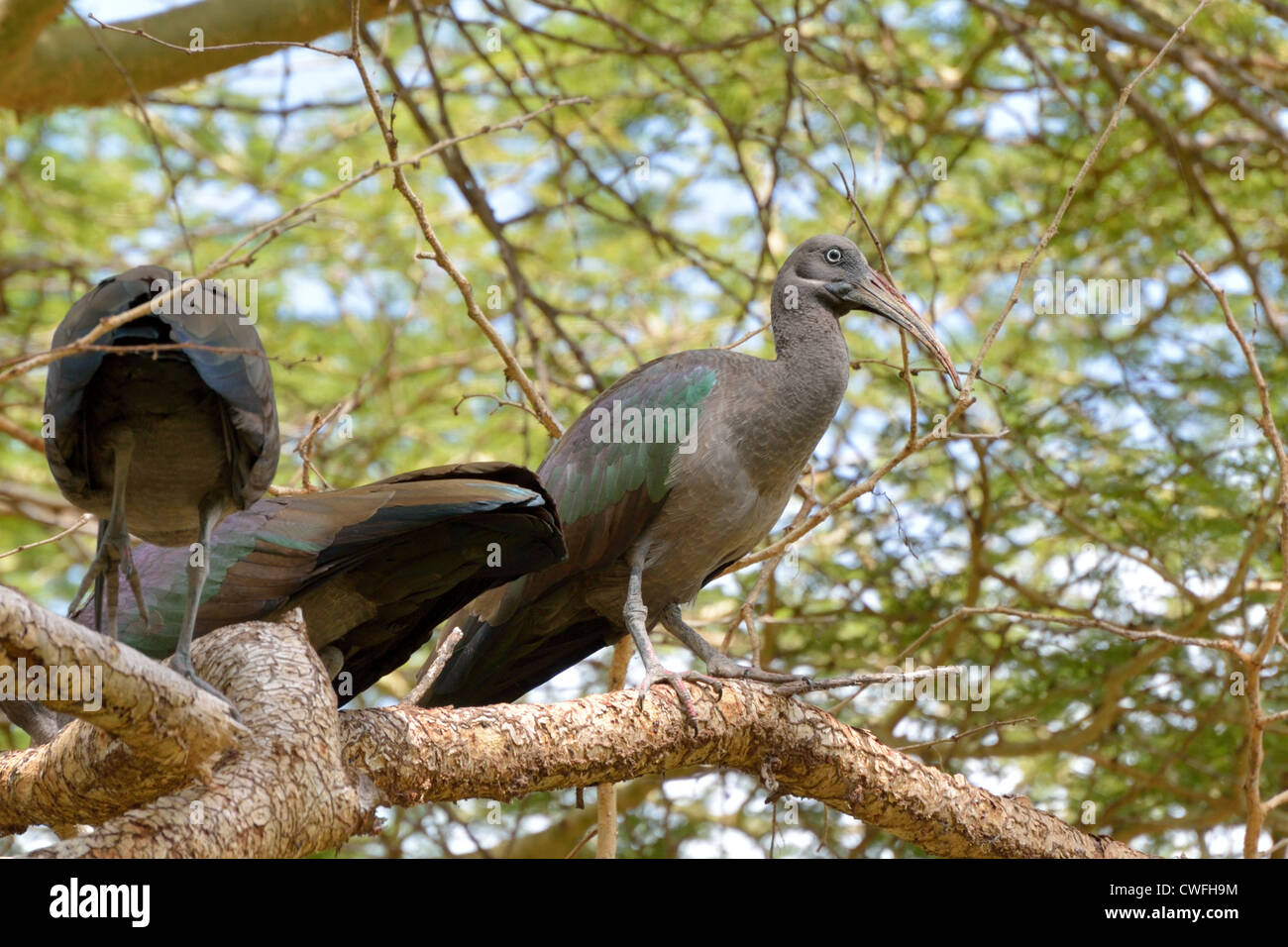 Hadada Ibis in a Tree Stock Photo - Alamy