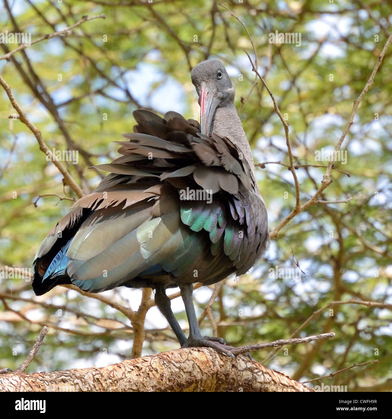 Hadada Ibis Preening Stock Photo - Alamy