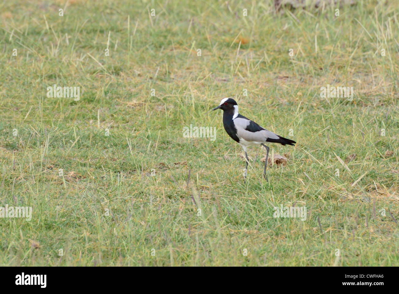 Blacksmith plover lapwing vanellus armatus hi-res stock photography and ...