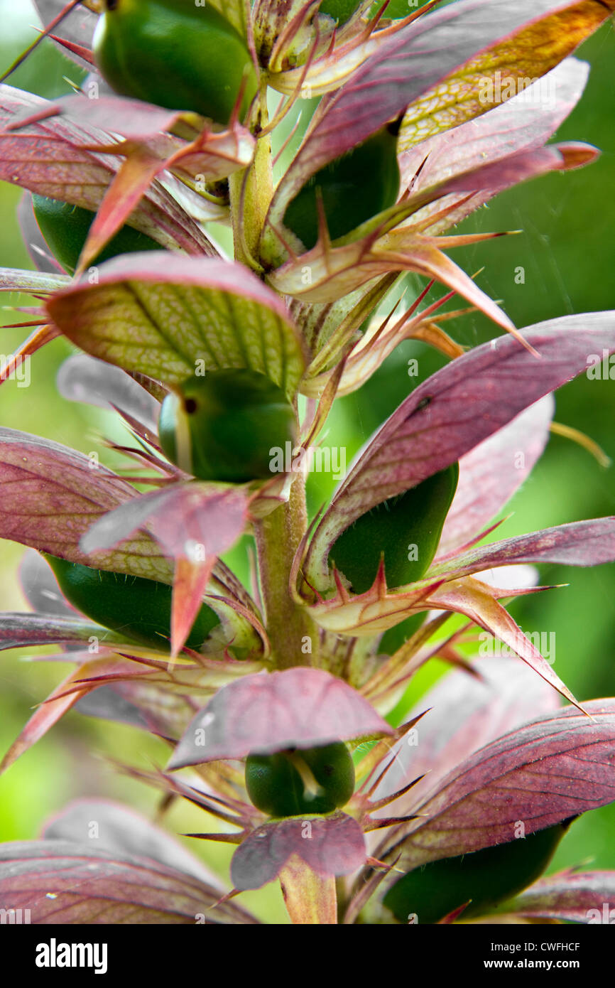 Acanthus spire plant Kent England Stock Photo - Alamy