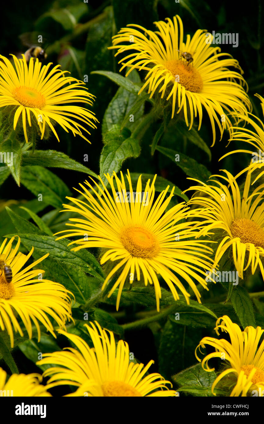 Flowering Inula hookeri Kent England Stock Photo - Alamy