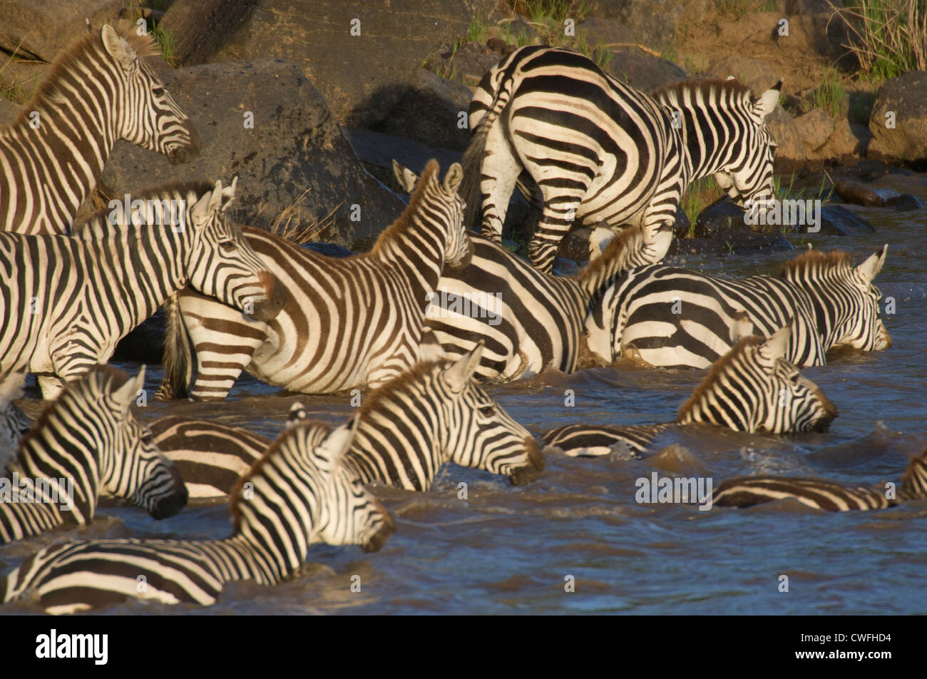 Zebra crossing Mara river Stock Photo - Alamy