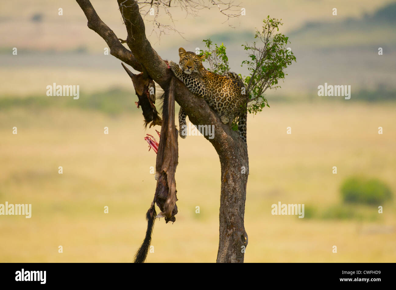 Leopard in tree Stock Photo - Alamy