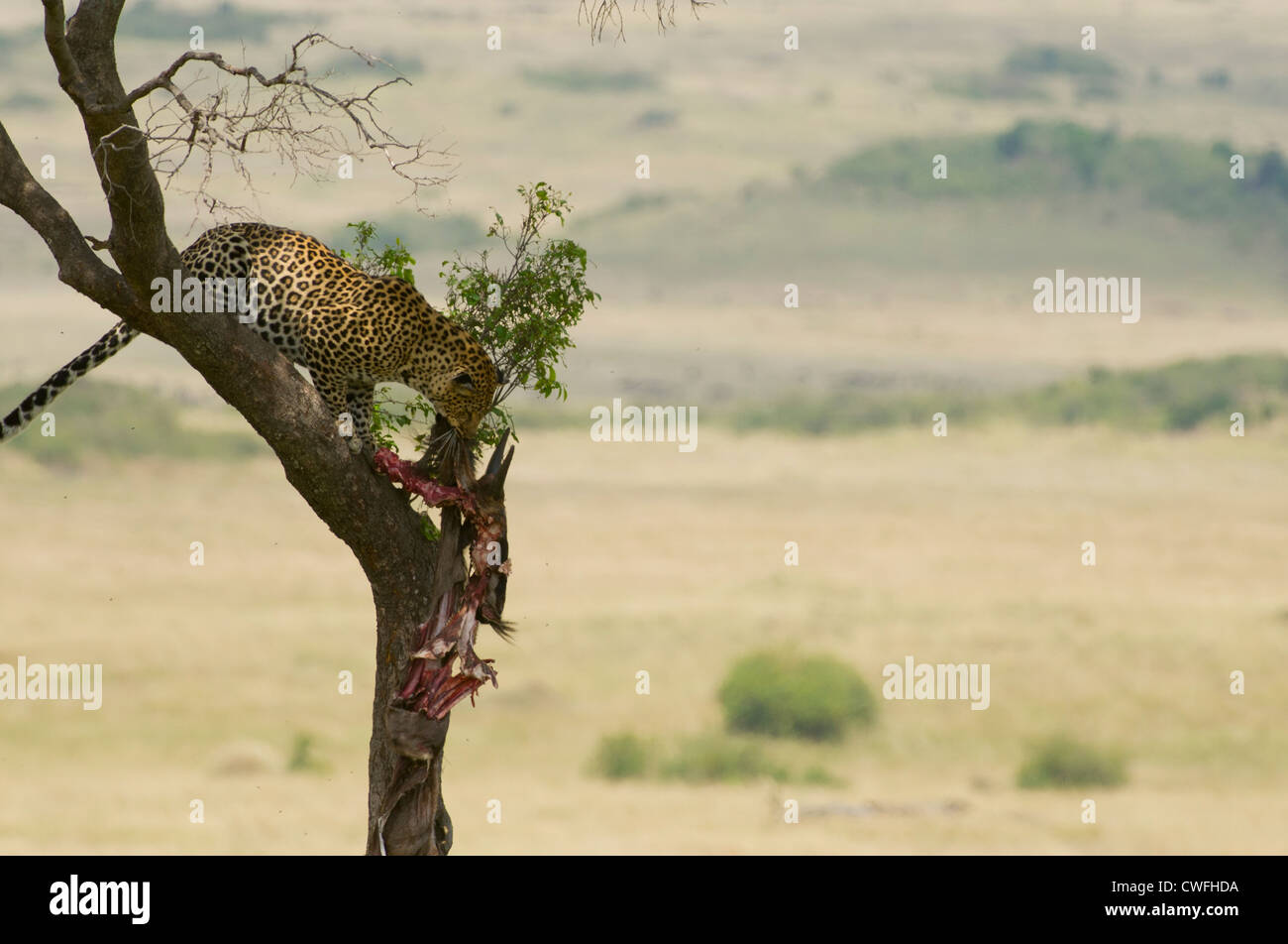 Leopard in tree with kill Stock Photo - Alamy