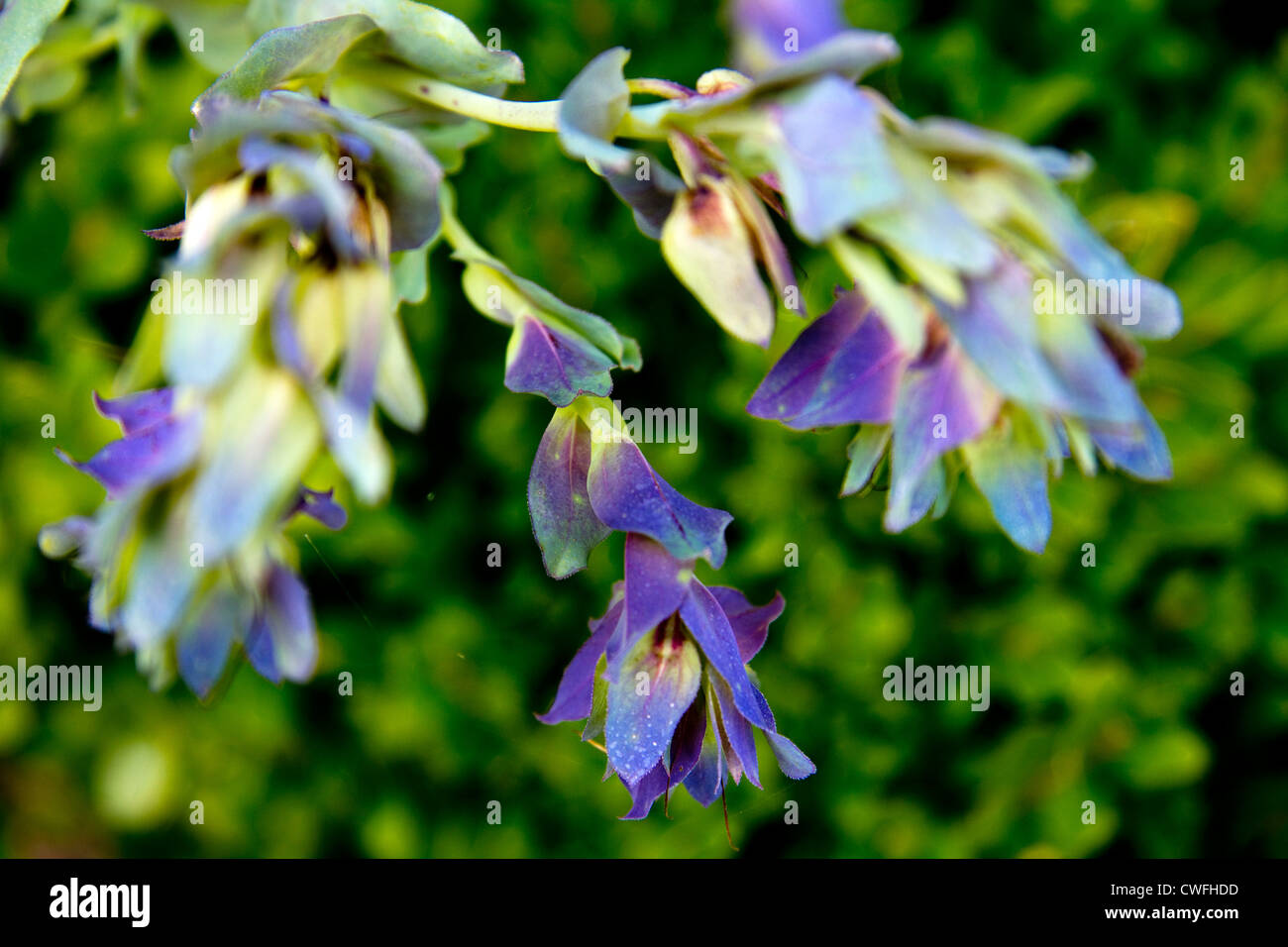 Nodding violet hi-res stock photography and images - Alamy