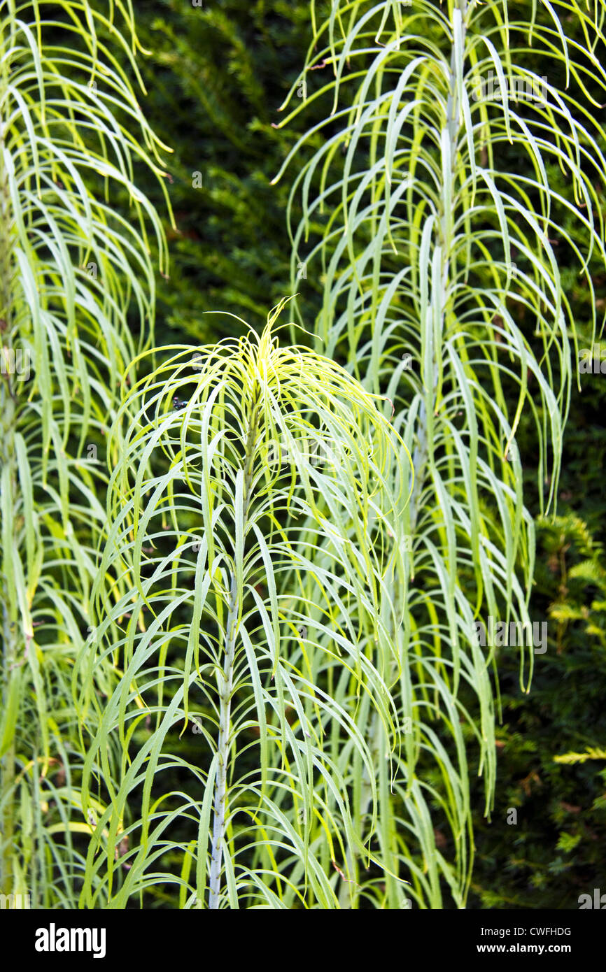 Tall green grass, Kent, England Stock Photo - Alamy