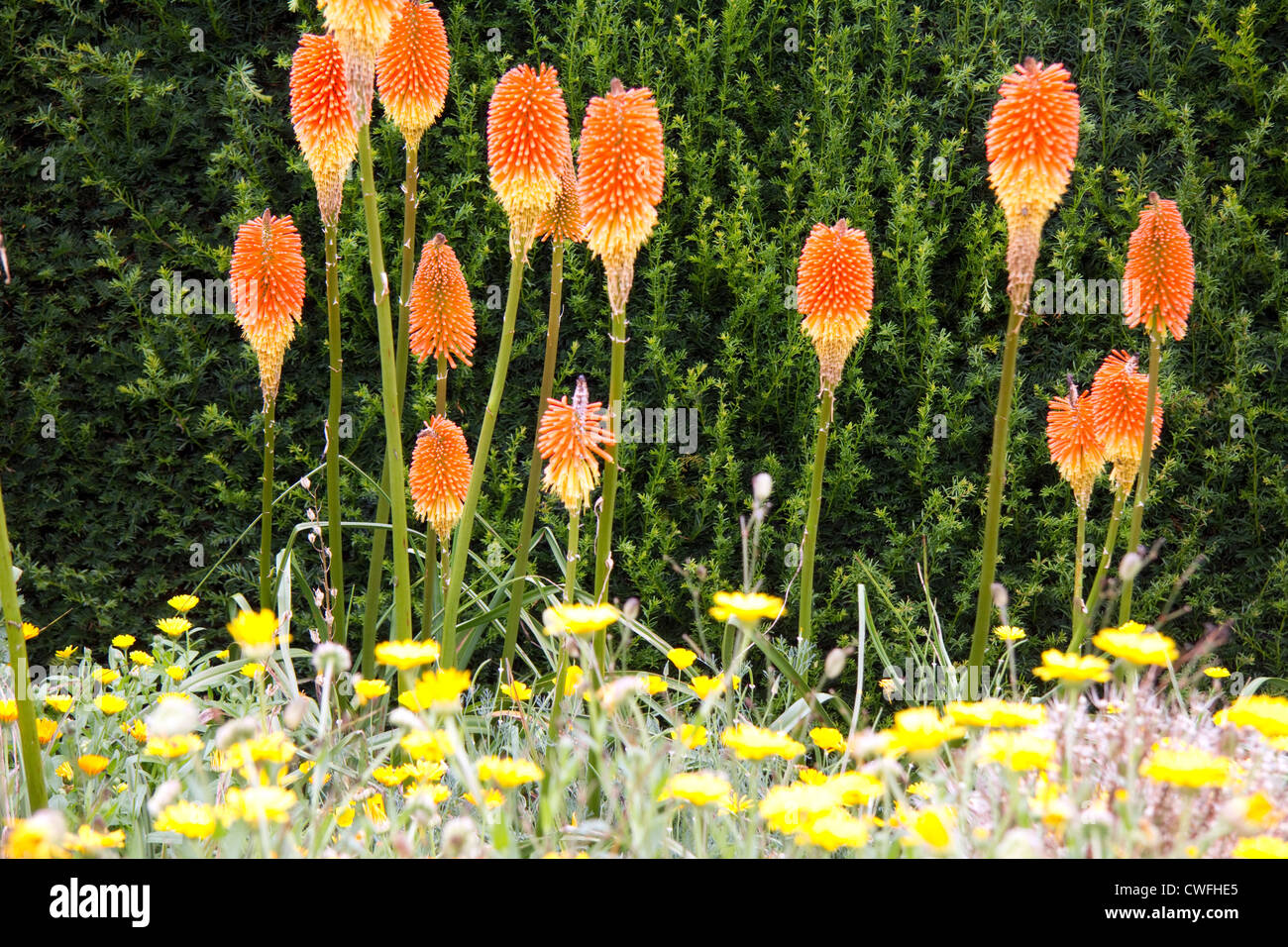 Kniphofia flowers, Kent, England Stock Photo - Alamy