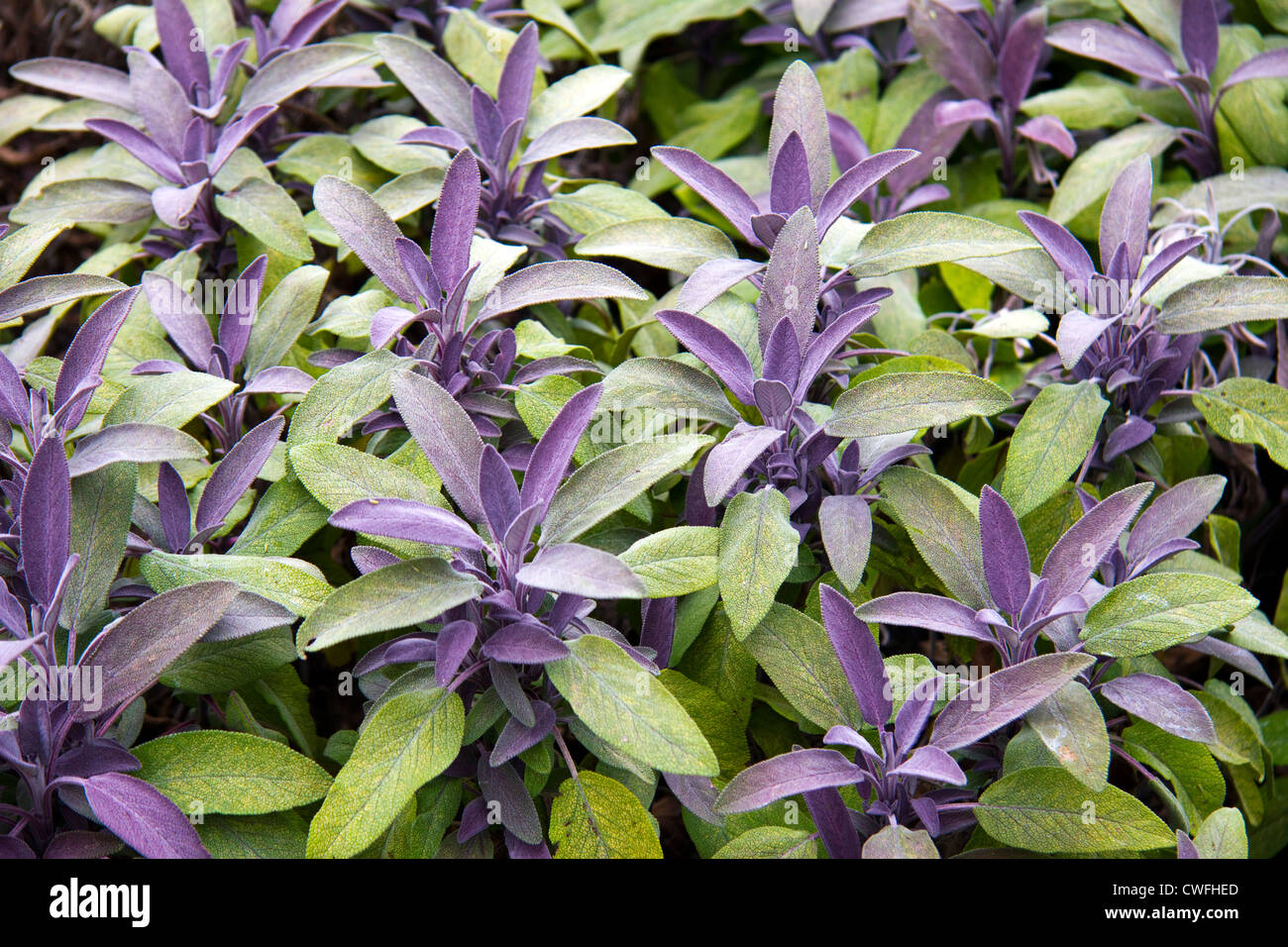 Sage coloured hi-res stock photography and images - Alamy