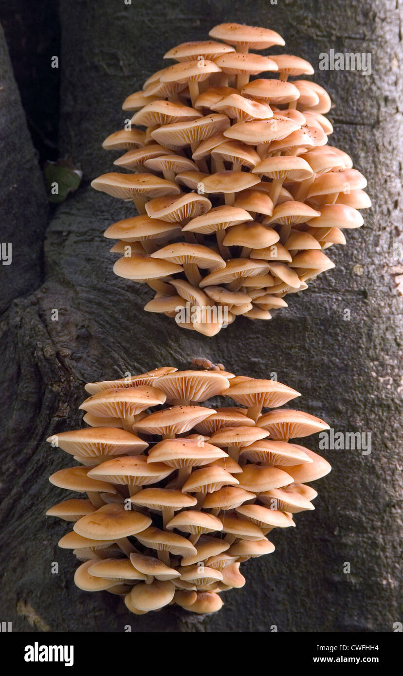 Funghi in my Garden Stock Photo - Alamy